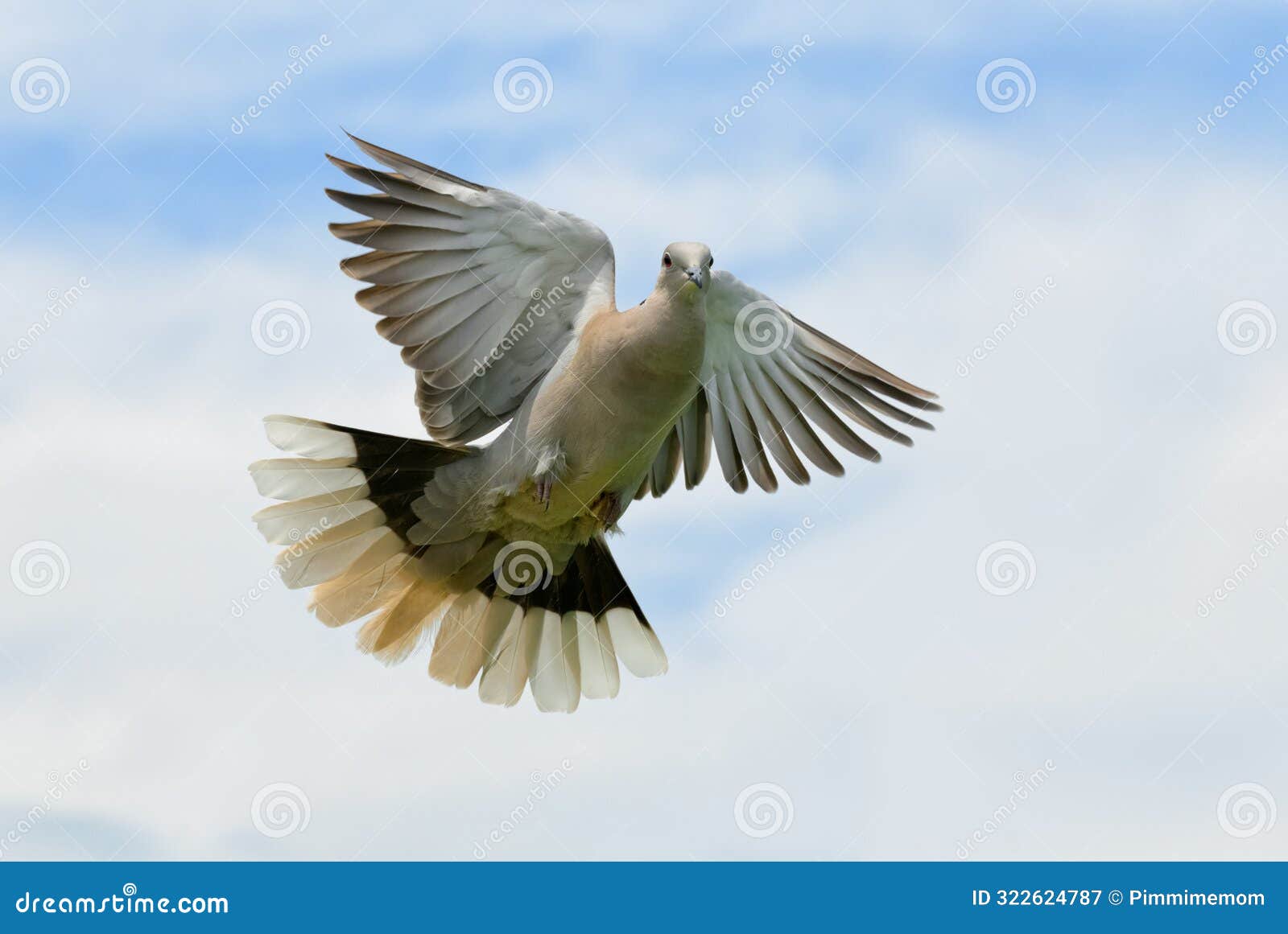 Beautiful Eurasian Collared-Dove in Flight, Facing the Viewer, Stock ...
