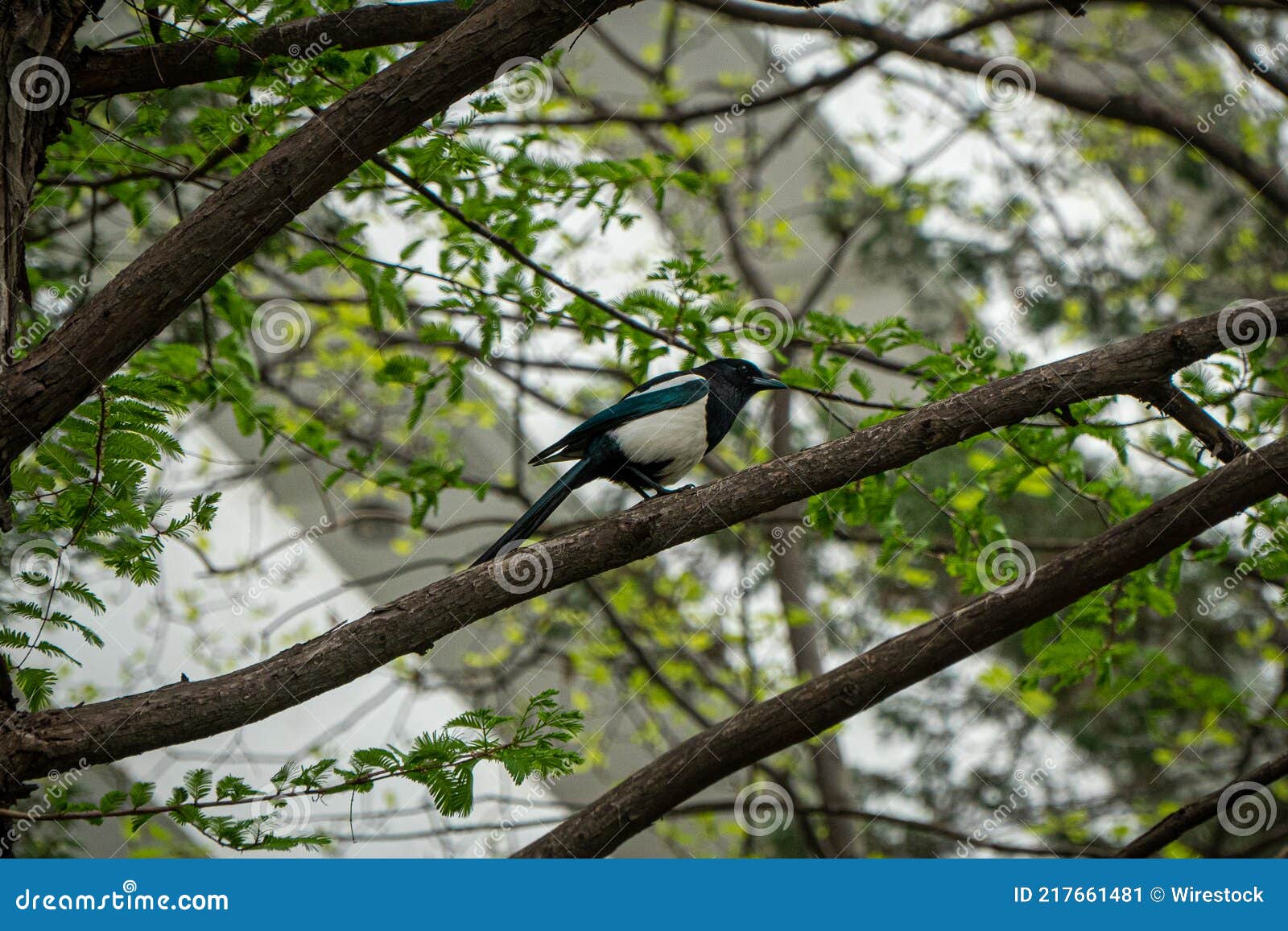 Beautiful Eurasian Magpie Bird Perched on a Tree Branch Stock Image ...