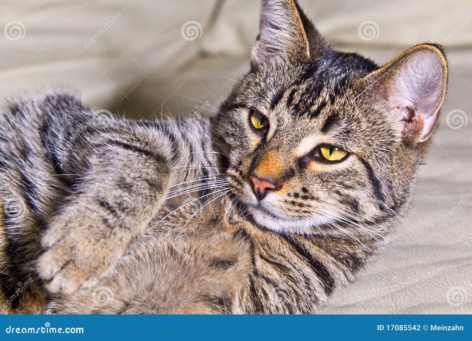 Beautiful European cat stock photo. Image of facial, male - 17085542