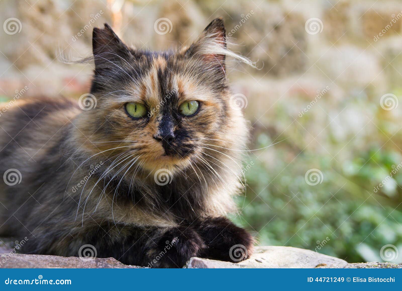 Beautiful european cat stock image. Image of animal, sweet - 44721249