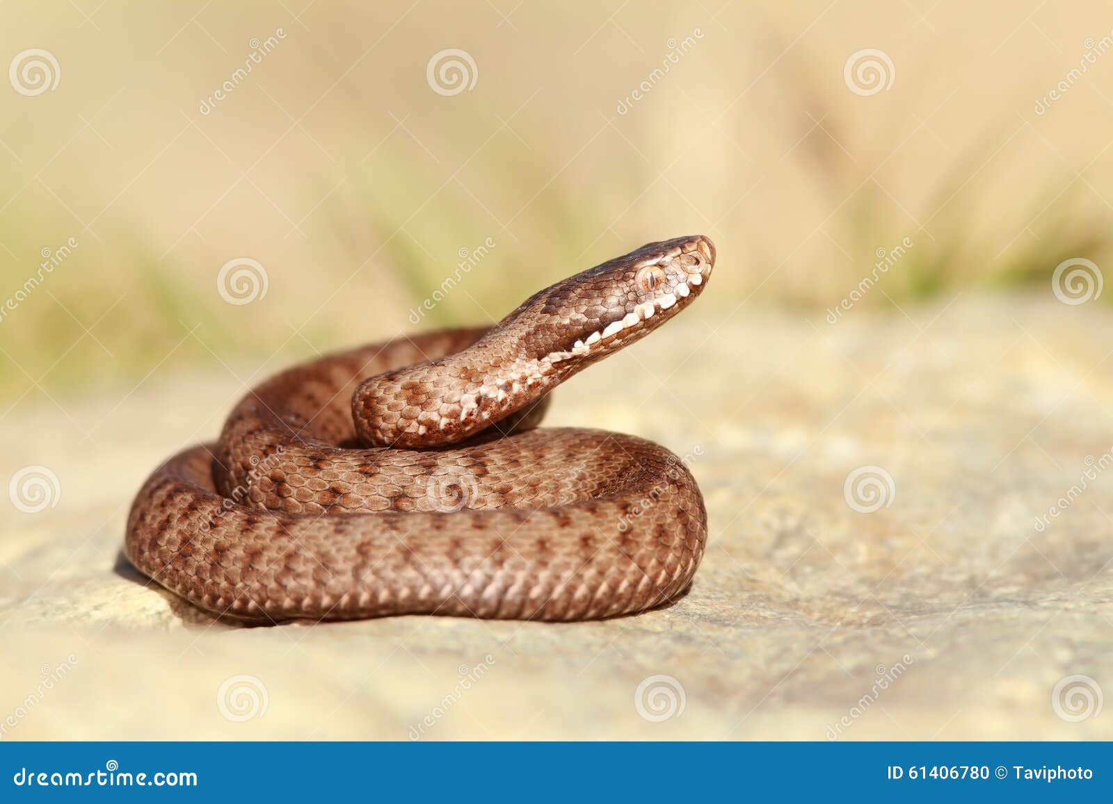 Beautiful European Common Adder Stock Photo - Image of herpetology ...