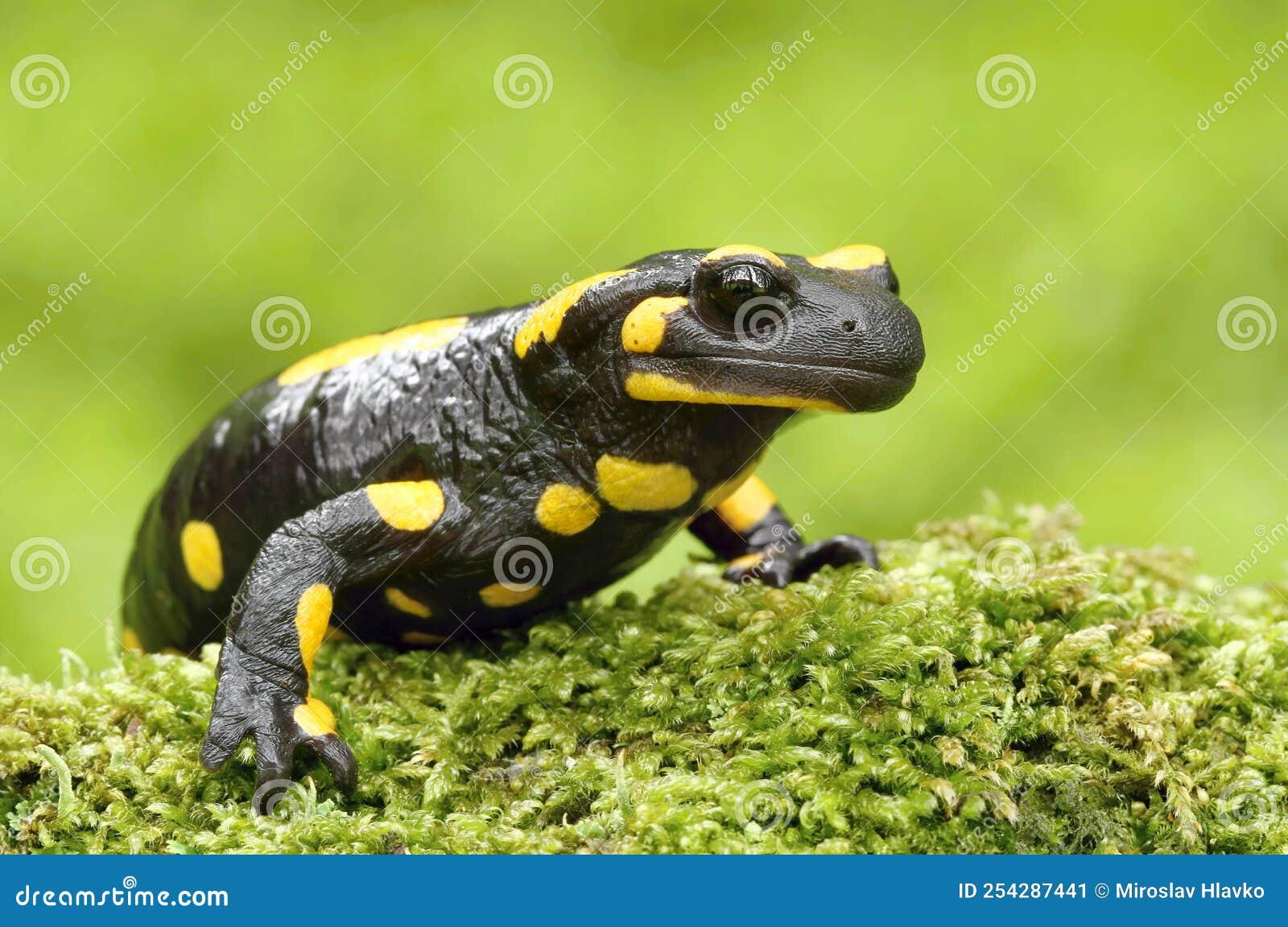 Beautiful European Fire Salamander on Moss Stock Image - Image of moss ...