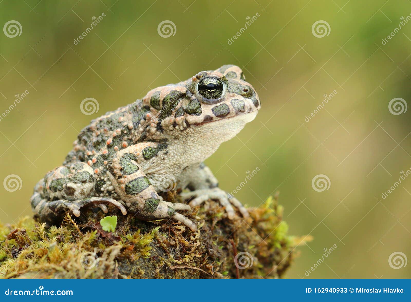 European Green Toad - Asesores