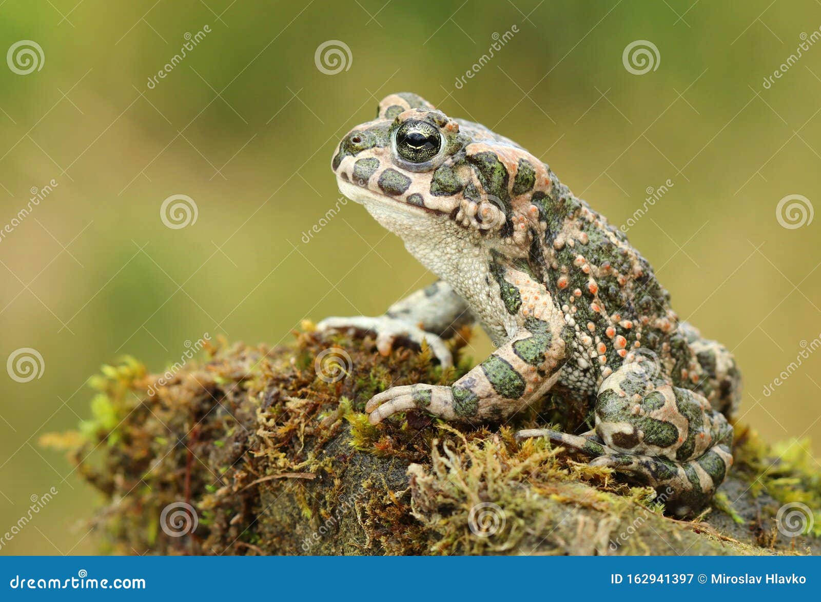 Bufo Viridis, European Green Toad. Royalty-Free Stock Photography ...