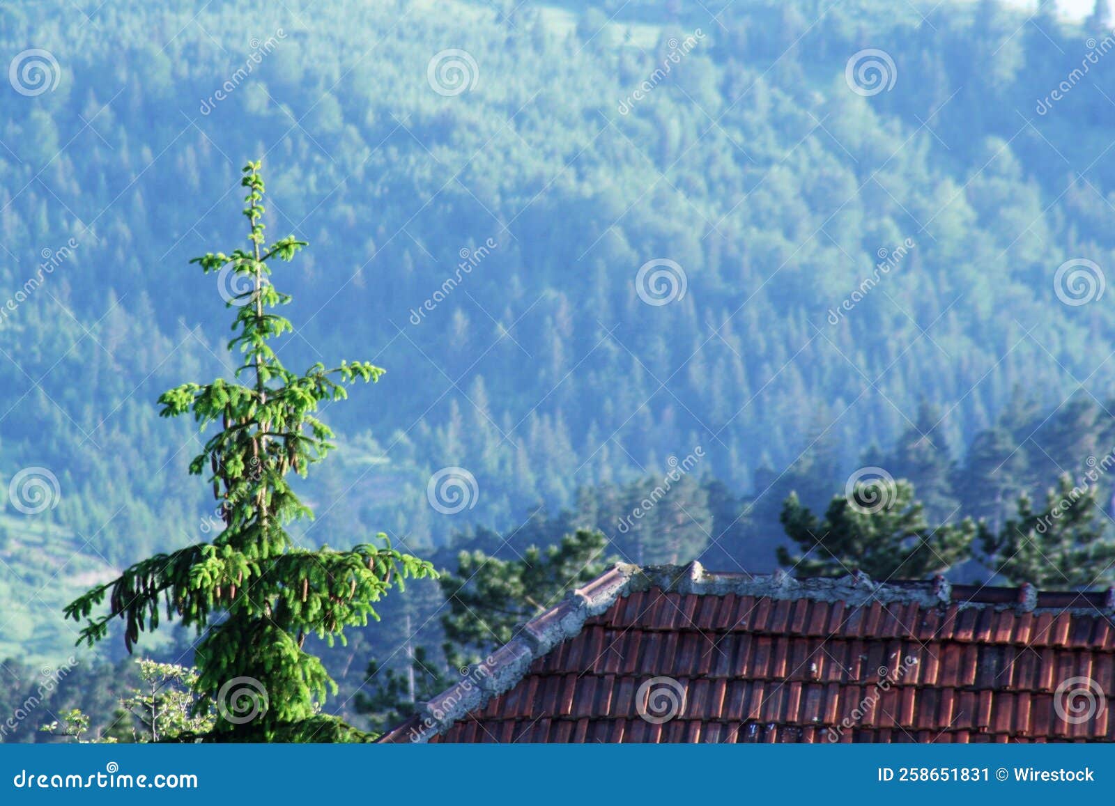Beautiful European Spruce Landscape Stock Image - Image of spruce ...