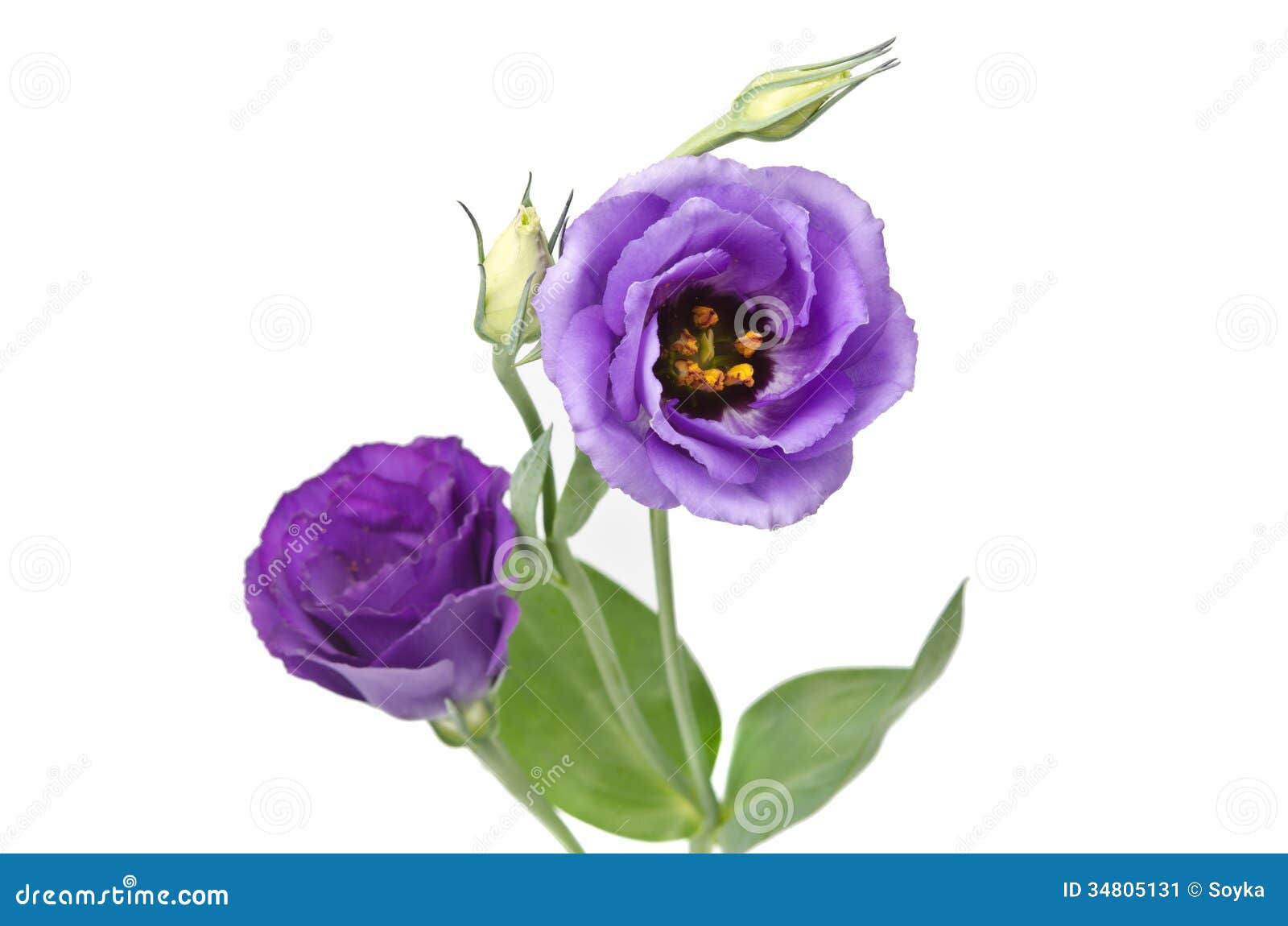 Beautiful eustoma flower stock image. Image of plant - 34805131