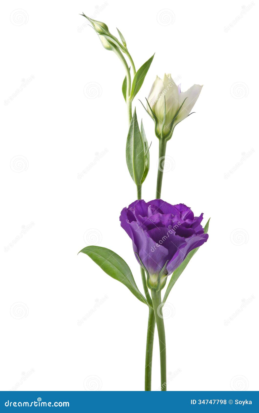 Beautiful eustoma flower stock photo. Image of decorative - 34747798