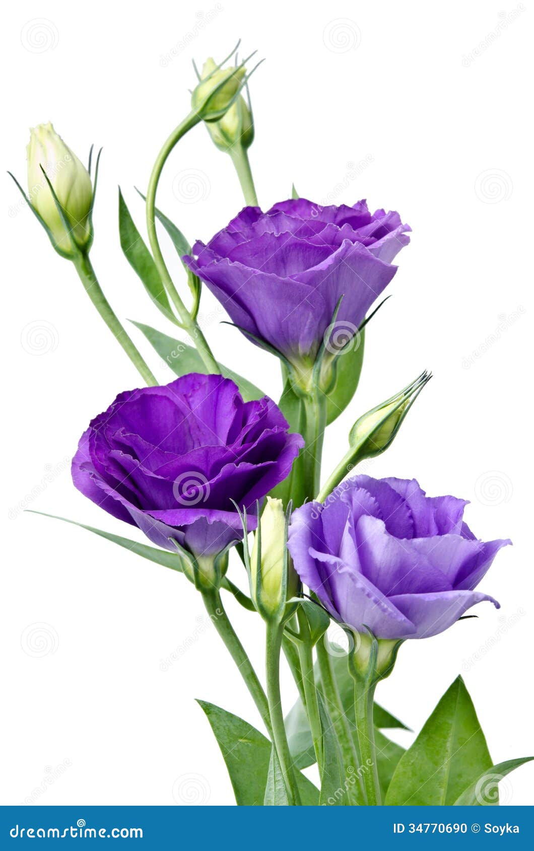 Eustoma Flower On The Background Of A Pine Log Wall Of A Wooden House ...