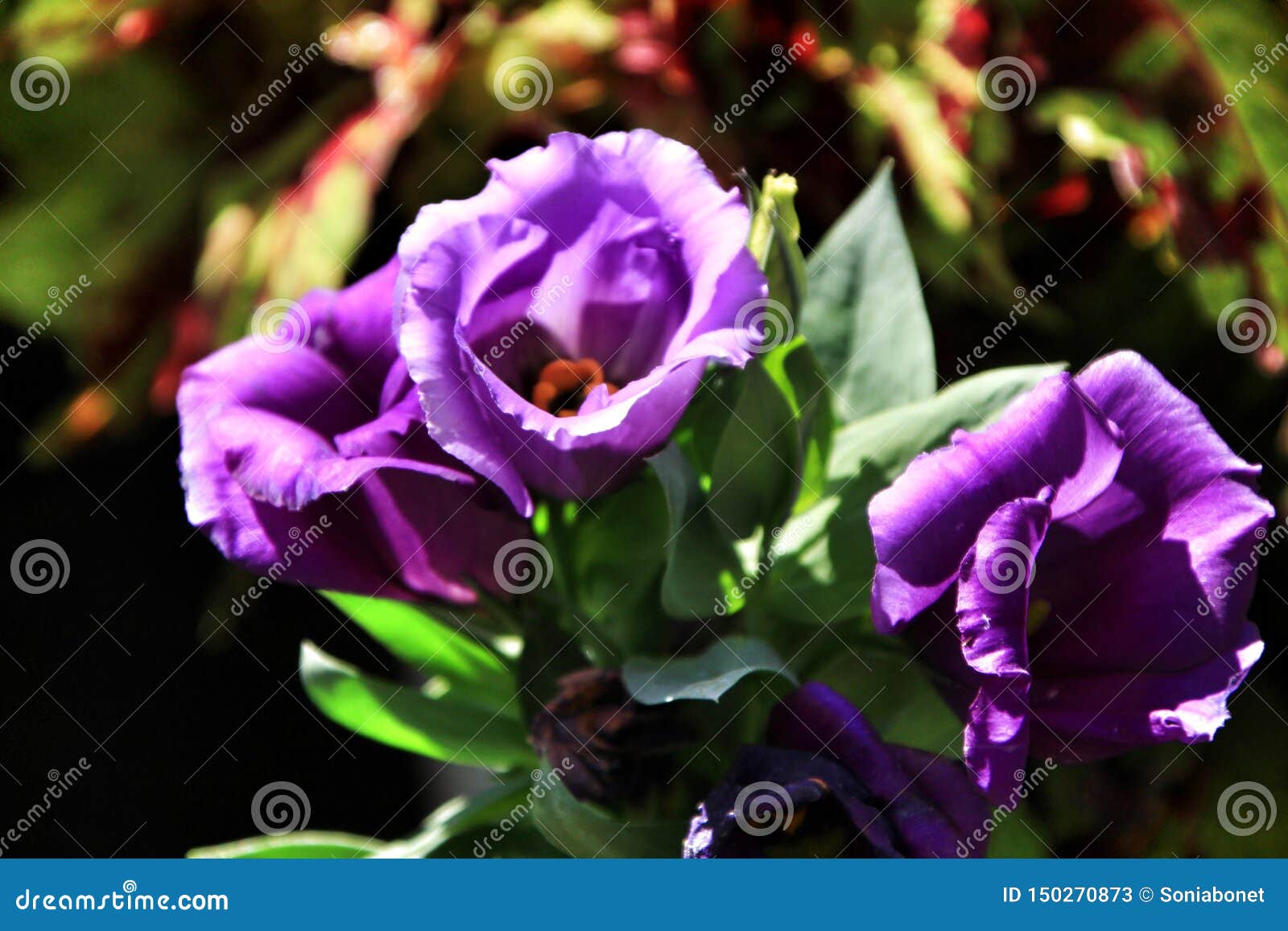 Beautiful Eustoma Purple Flowers in the Garden Stock Image - Image of ...