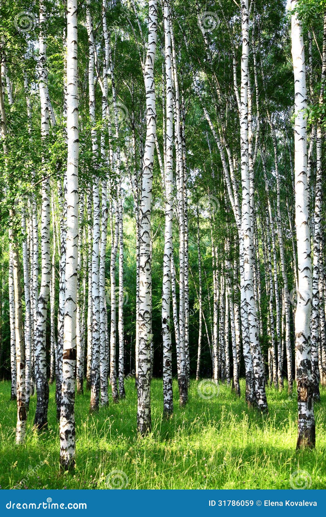 Beautiful Evening Birch Grove in June Stock Image - Image of nature ...