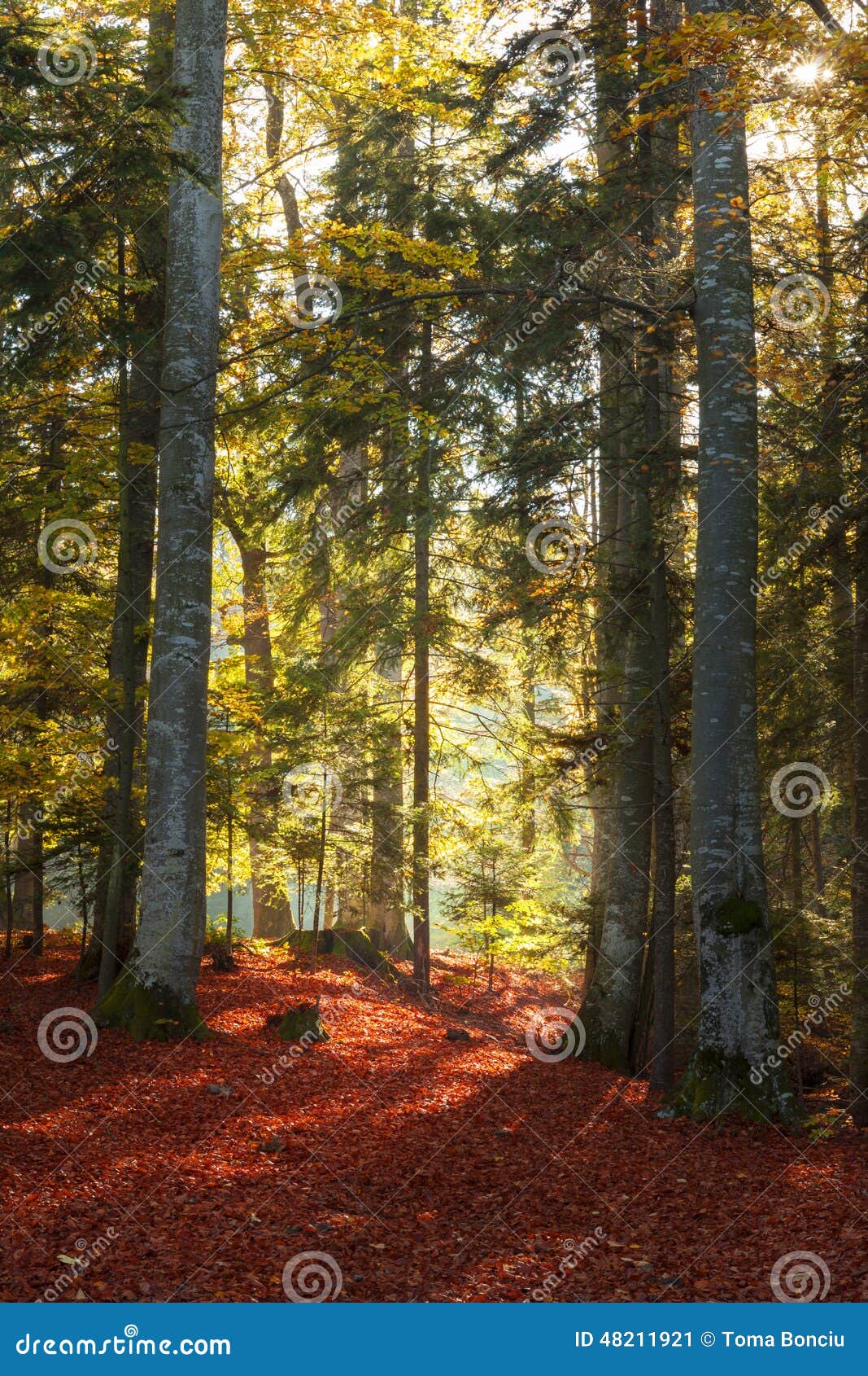 Beautiful Evening Light in a Forest during Fall Stock Image - Image of ...