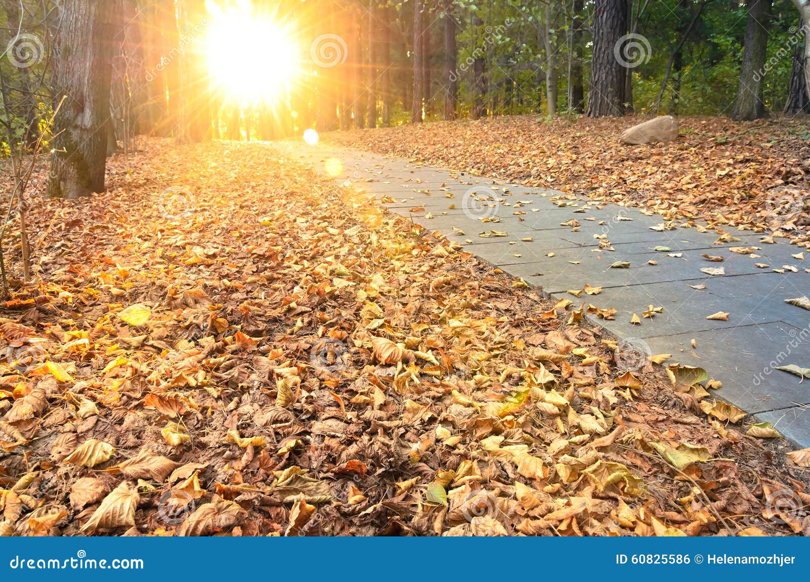 Beautiful Evening Scene in Autumn Park with Sun Rays Stock Photo ...