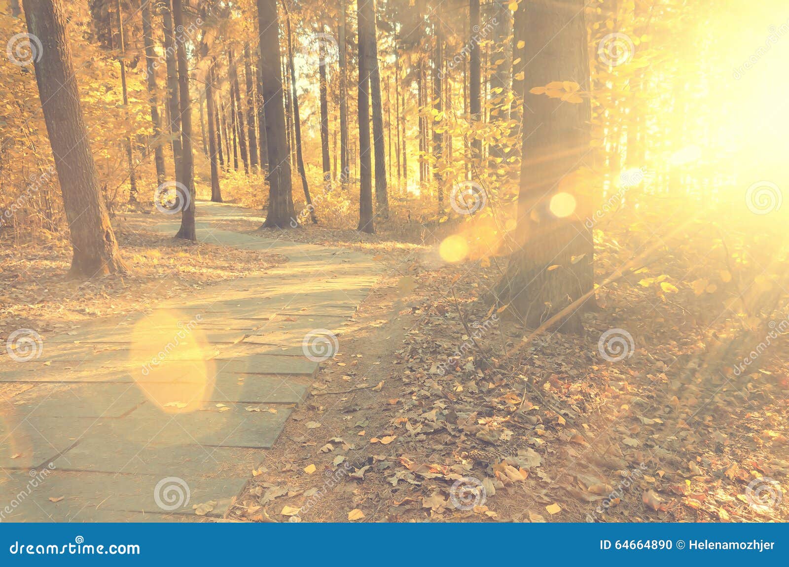 Beautiful Evening Scene in Autumn Park with Sun Rays Stock Photo ...