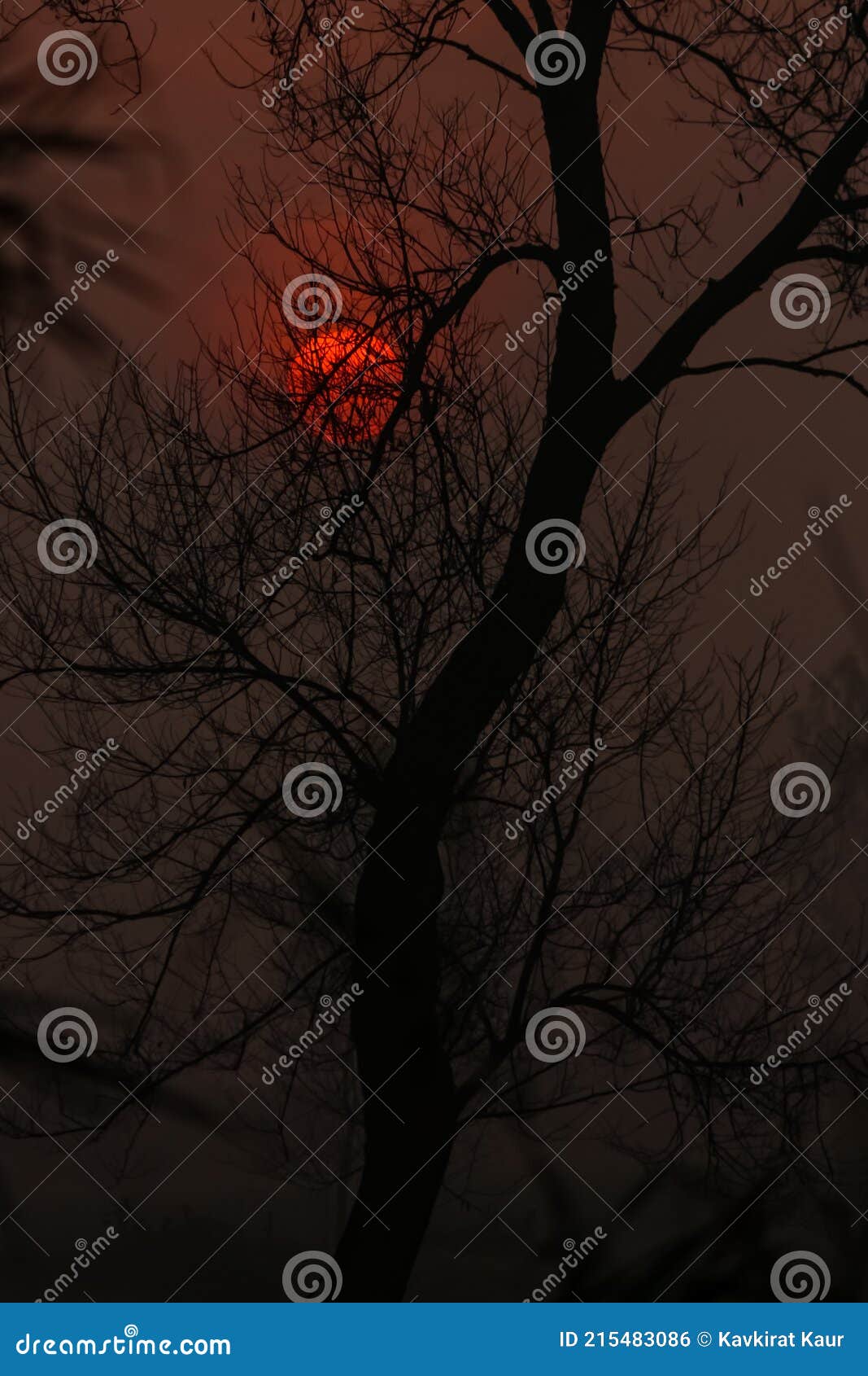 Beautiful Evening Scene of Sunset in the Forest Stock Photo - Image of ...