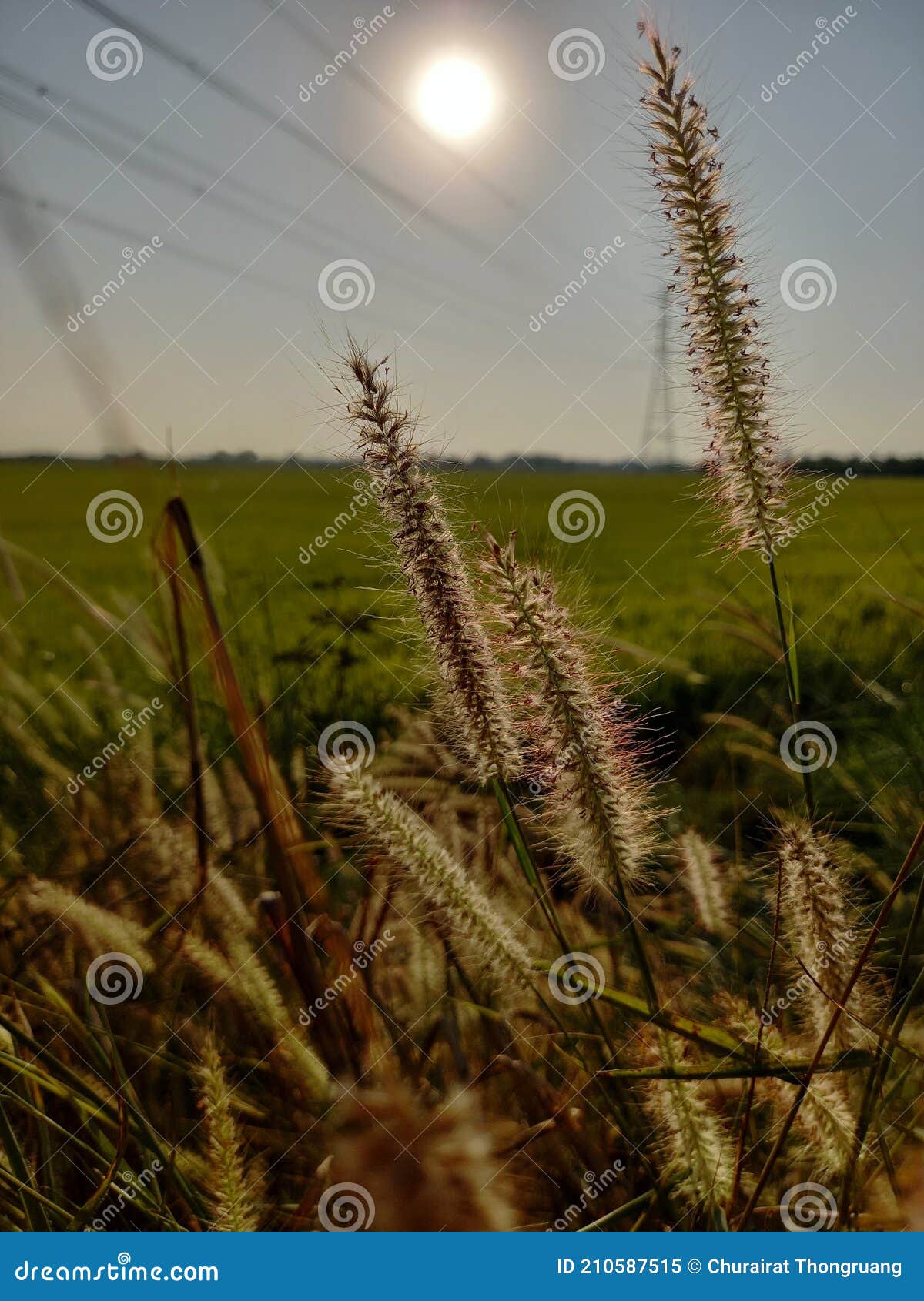 Beautiful Evening Sun Light Stock Image - Image of summer, park: 210587515