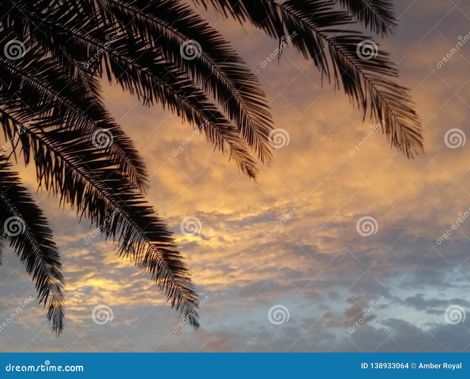 Beautiful evening stock photo. Image of sunset, tree - 138933064