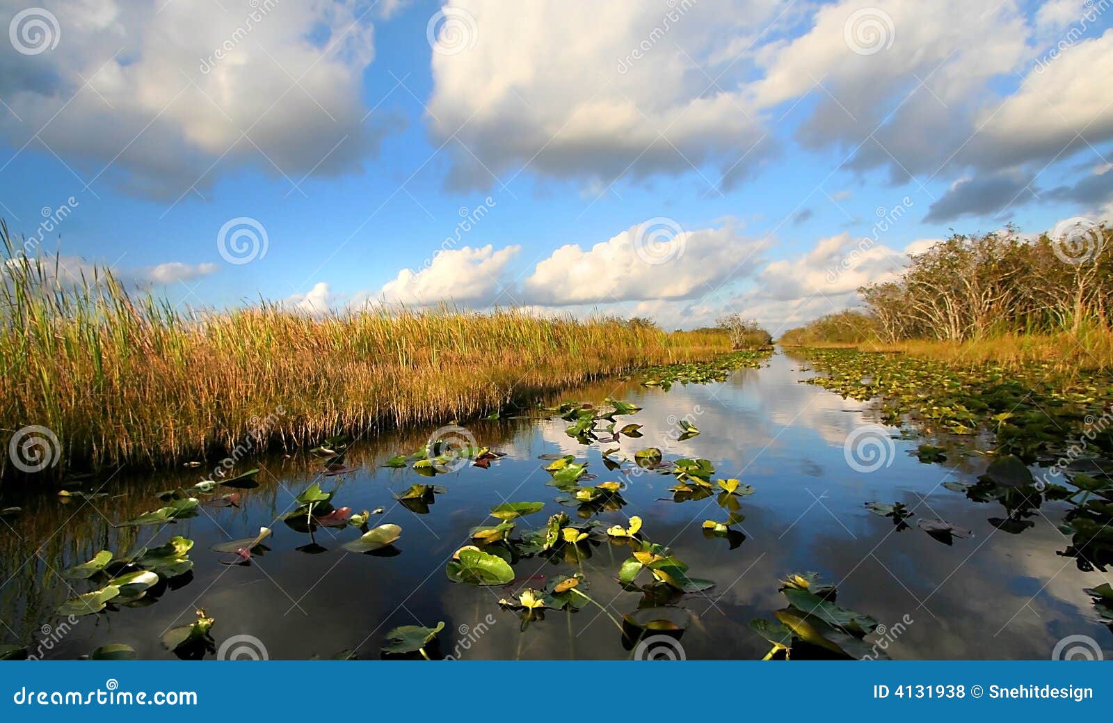 Beautiful Everglades stock photo. Image of scenic, river - 4131938