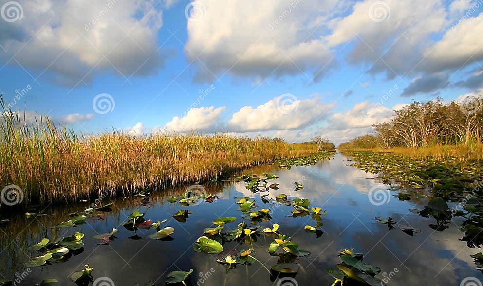 Beautiful Everglades stock photo. Image of scenic, river - 4131938