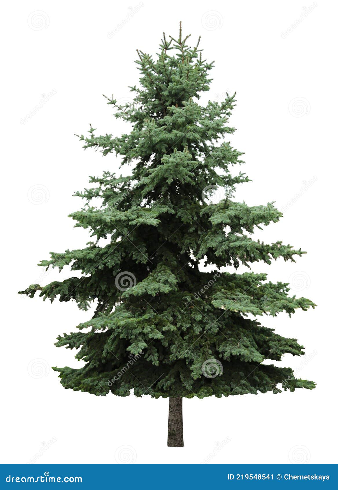 Beautiful Evergreen Fir Tree on White Background Stock Image - Image of ...