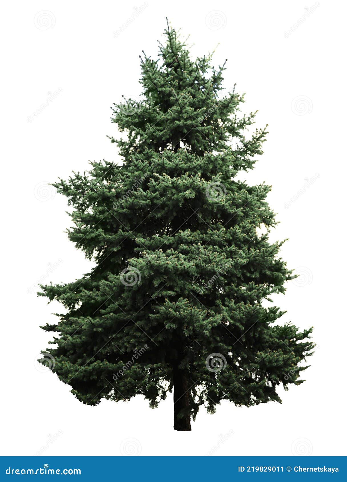 Beautiful Evergreen Fir Tree on White Background Stock Image - Image of ...