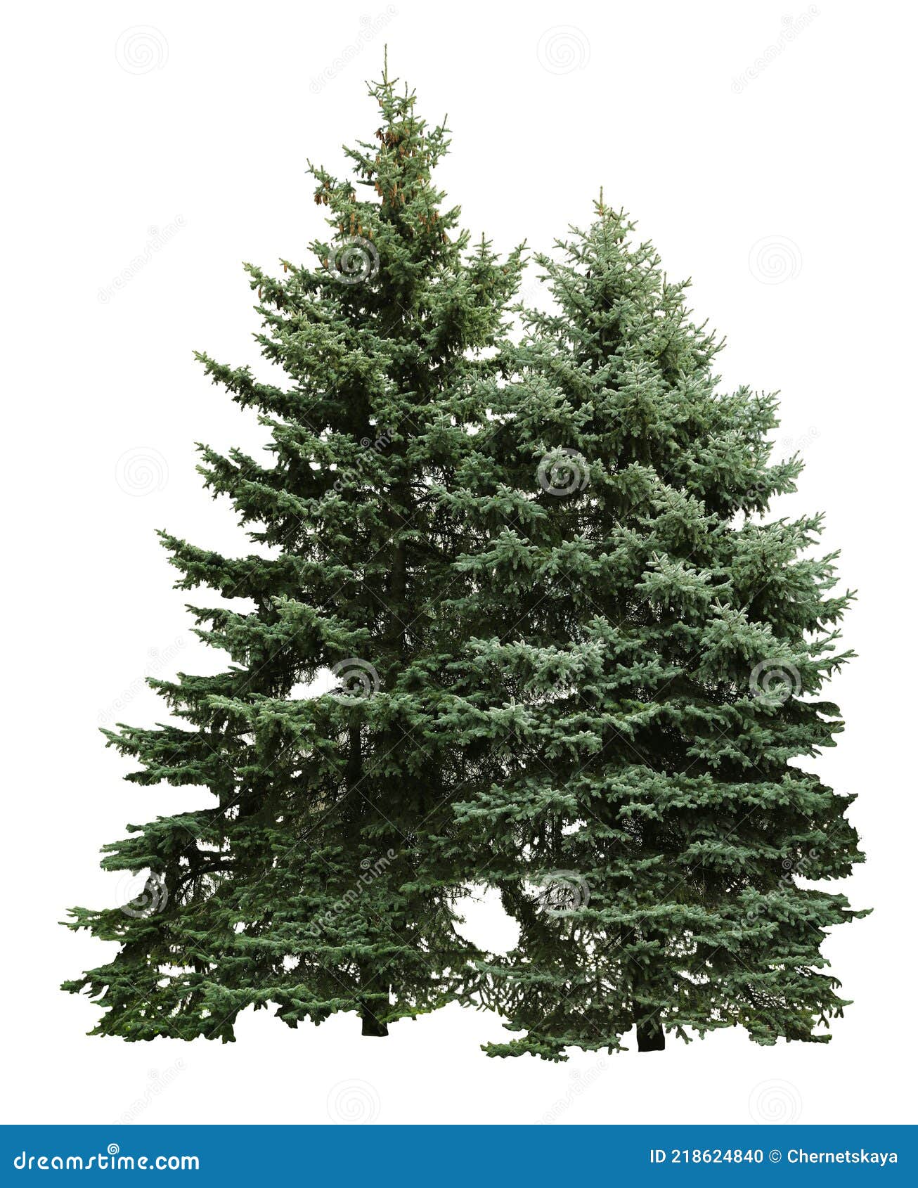 Beautiful Evergreen Fir Trees on White Background Stock Photo - Image ...