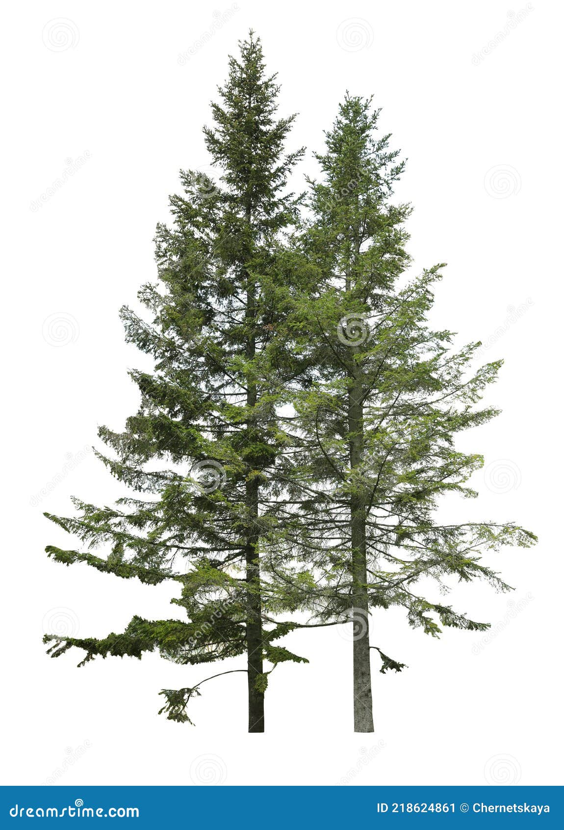 Beautiful Evergreen Fir Trees on White Background Stock Image - Image ...