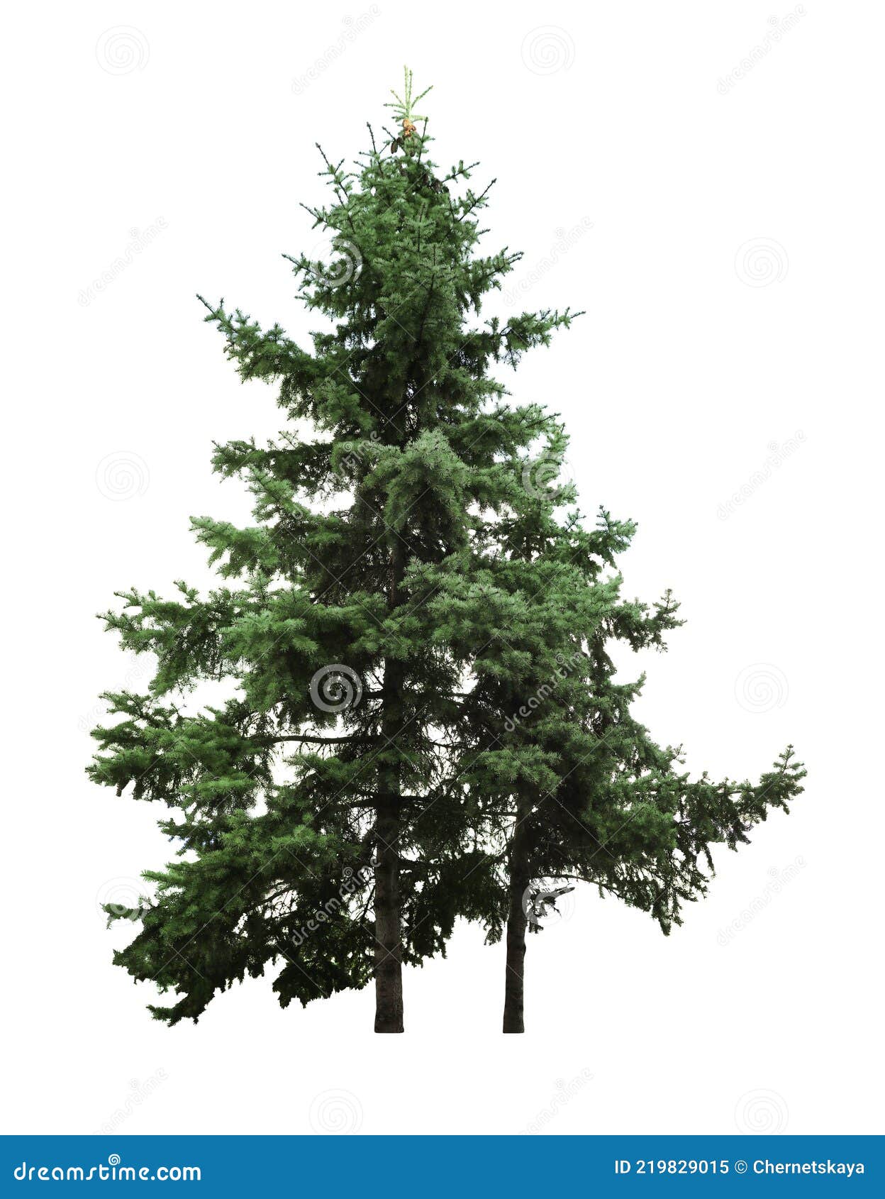 Beautiful Evergreen Fir Trees on White Background Stock Image - Image ...