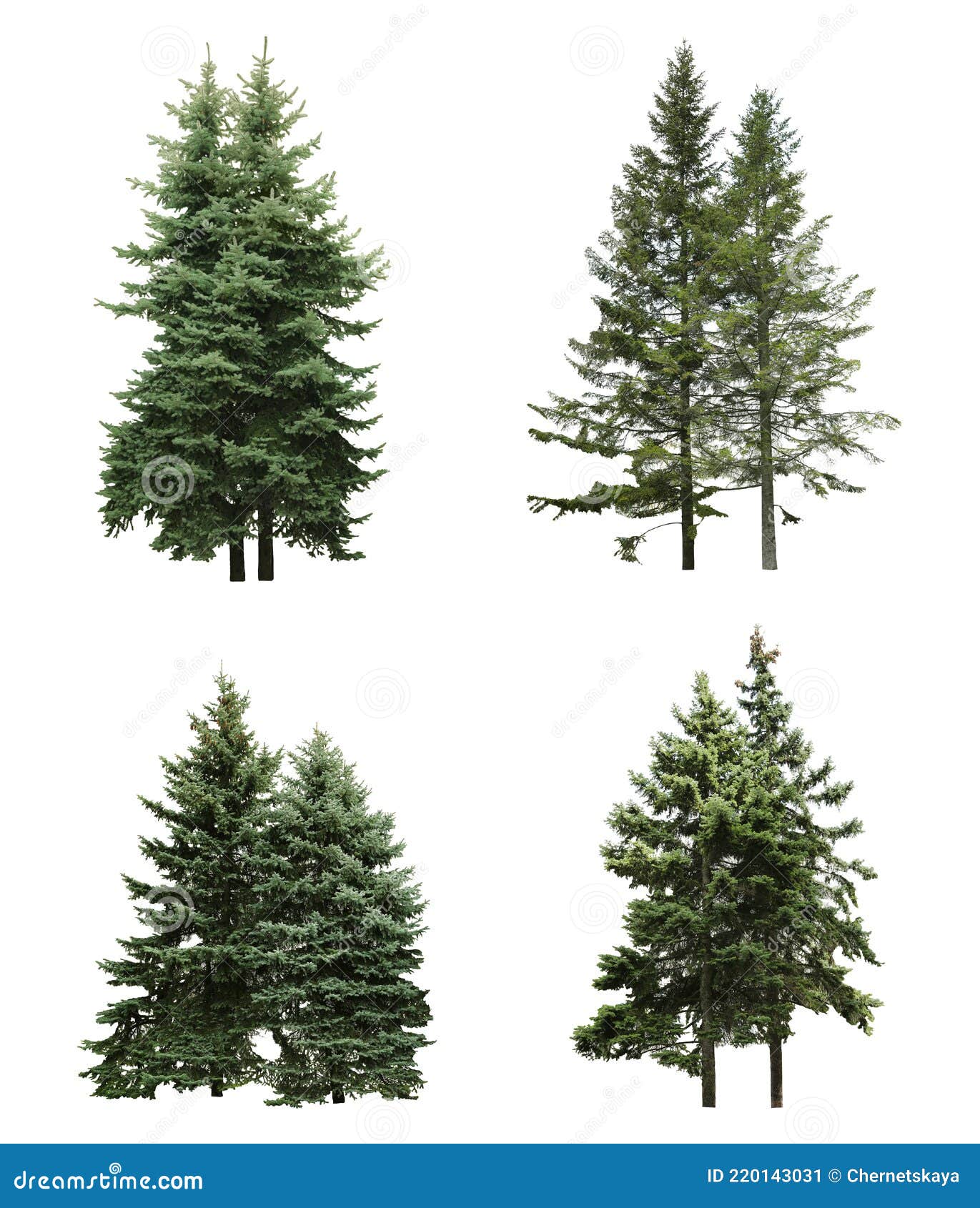 Beautiful Evergreen Fir Trees on White Background, Collage Stock Image ...