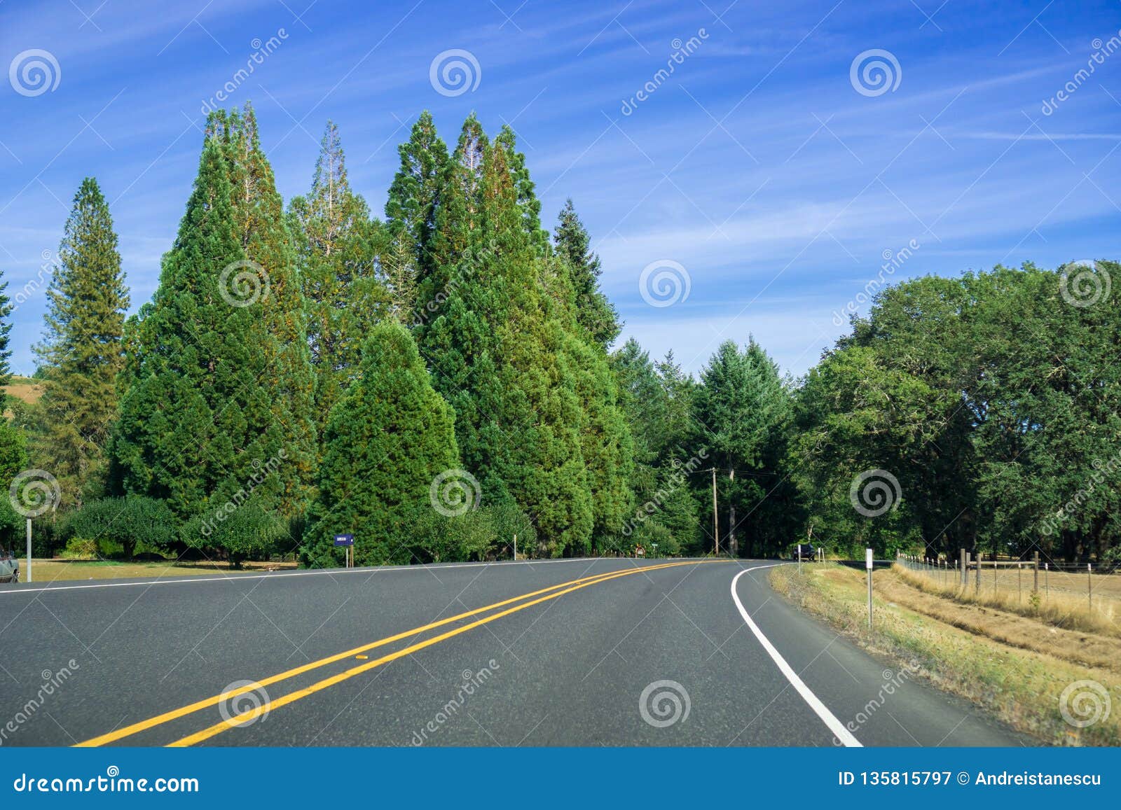 Beautiful Evergreen Trees on the Roads of Oregon Stock Image - Image of ...