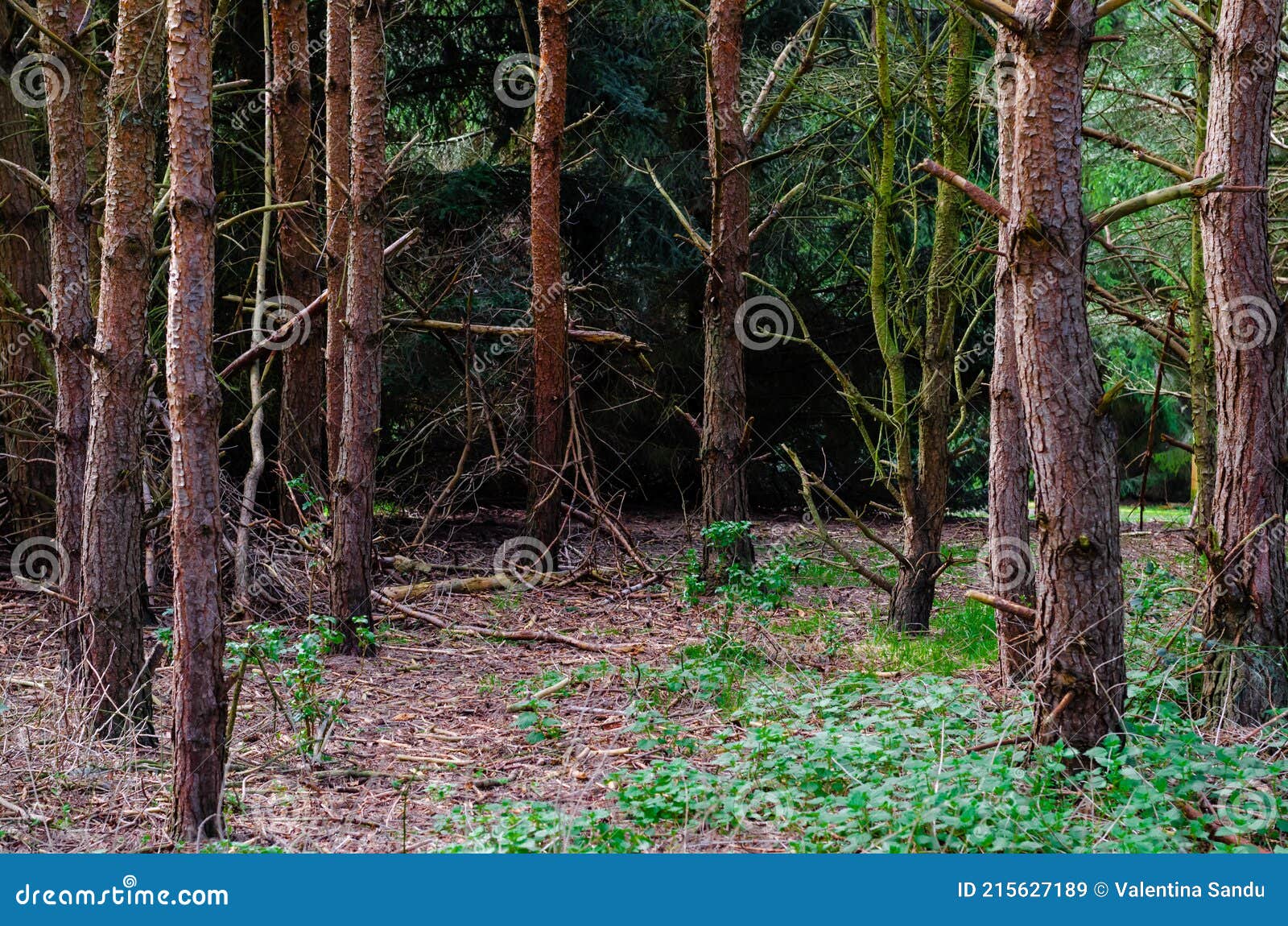 Beautiful Evergreen Trees in a UK Forest Stock Image - Image of nature ...