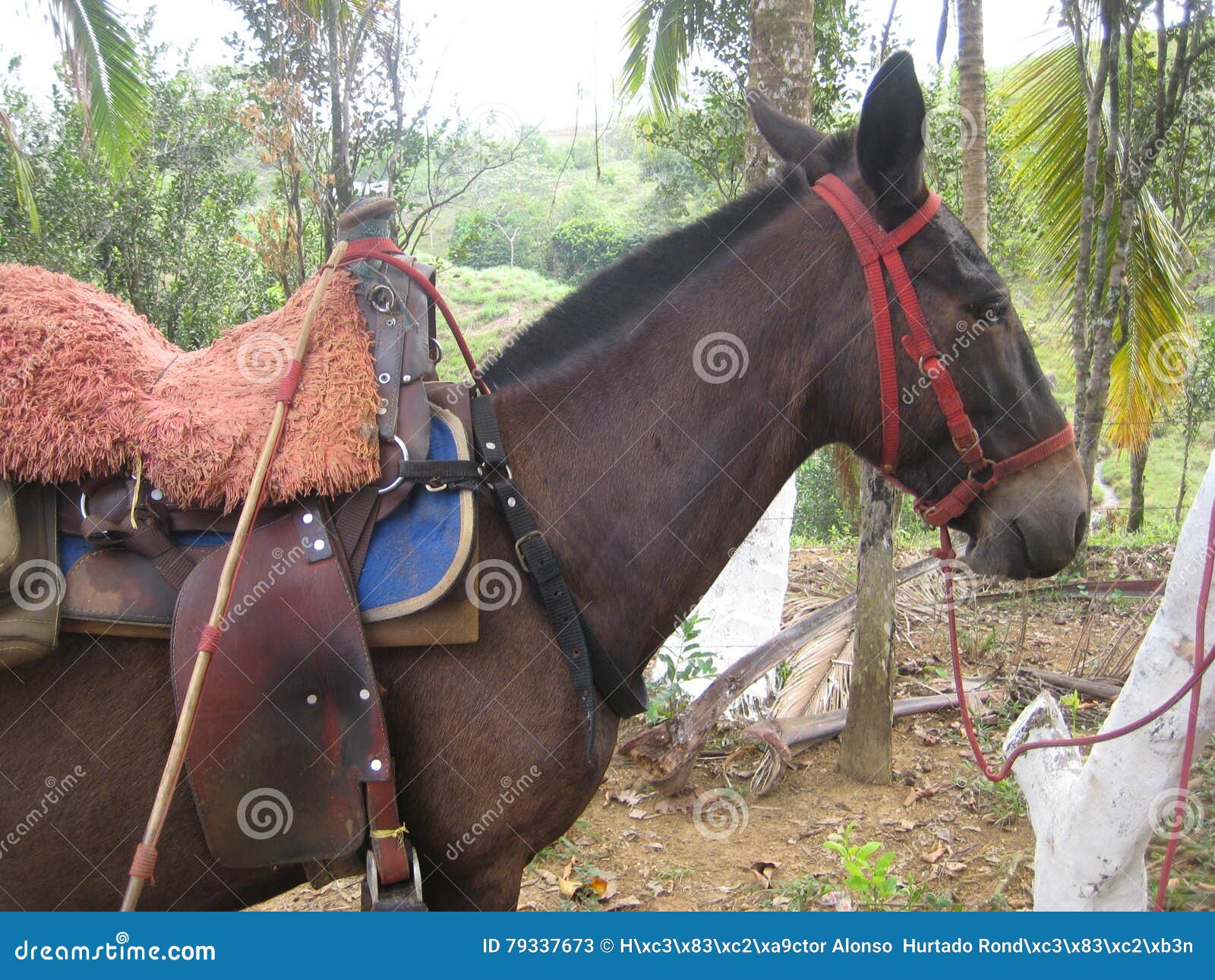 Beautiful Example of a Colombian Mule Stock Image - Image of readying ...