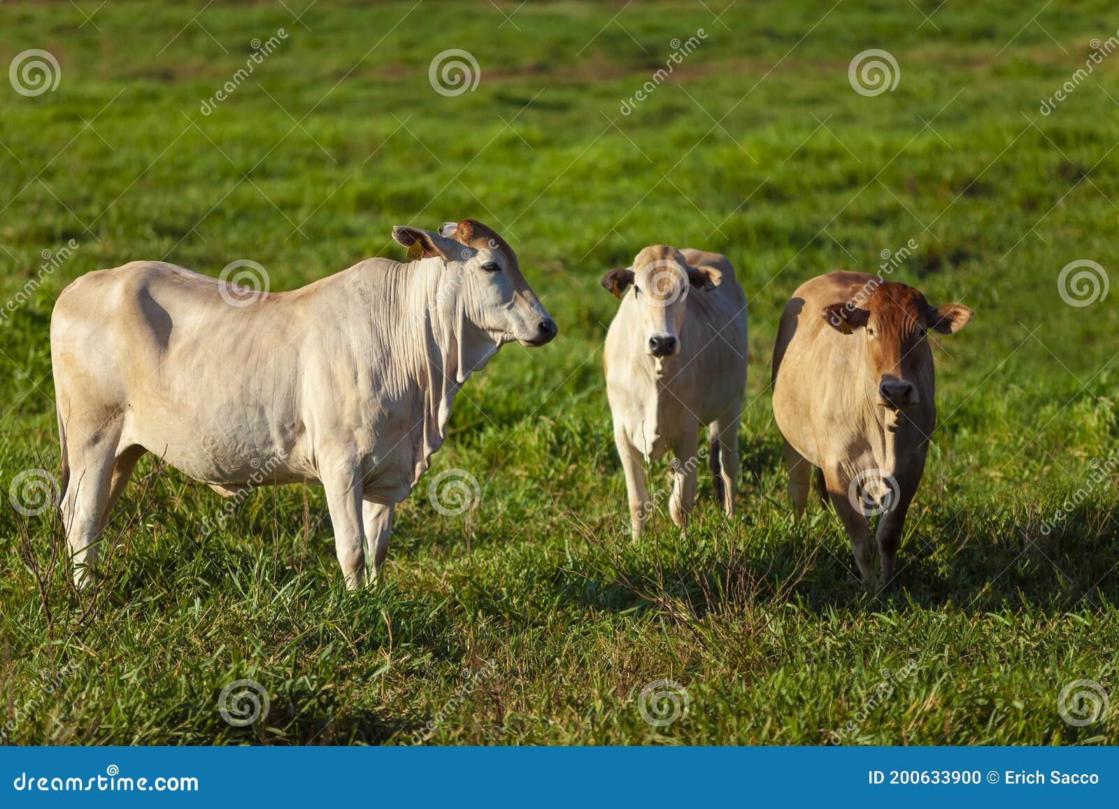 Beautiful Examples of Nellore Cattle in the Pasture Stock Photo - Image ...