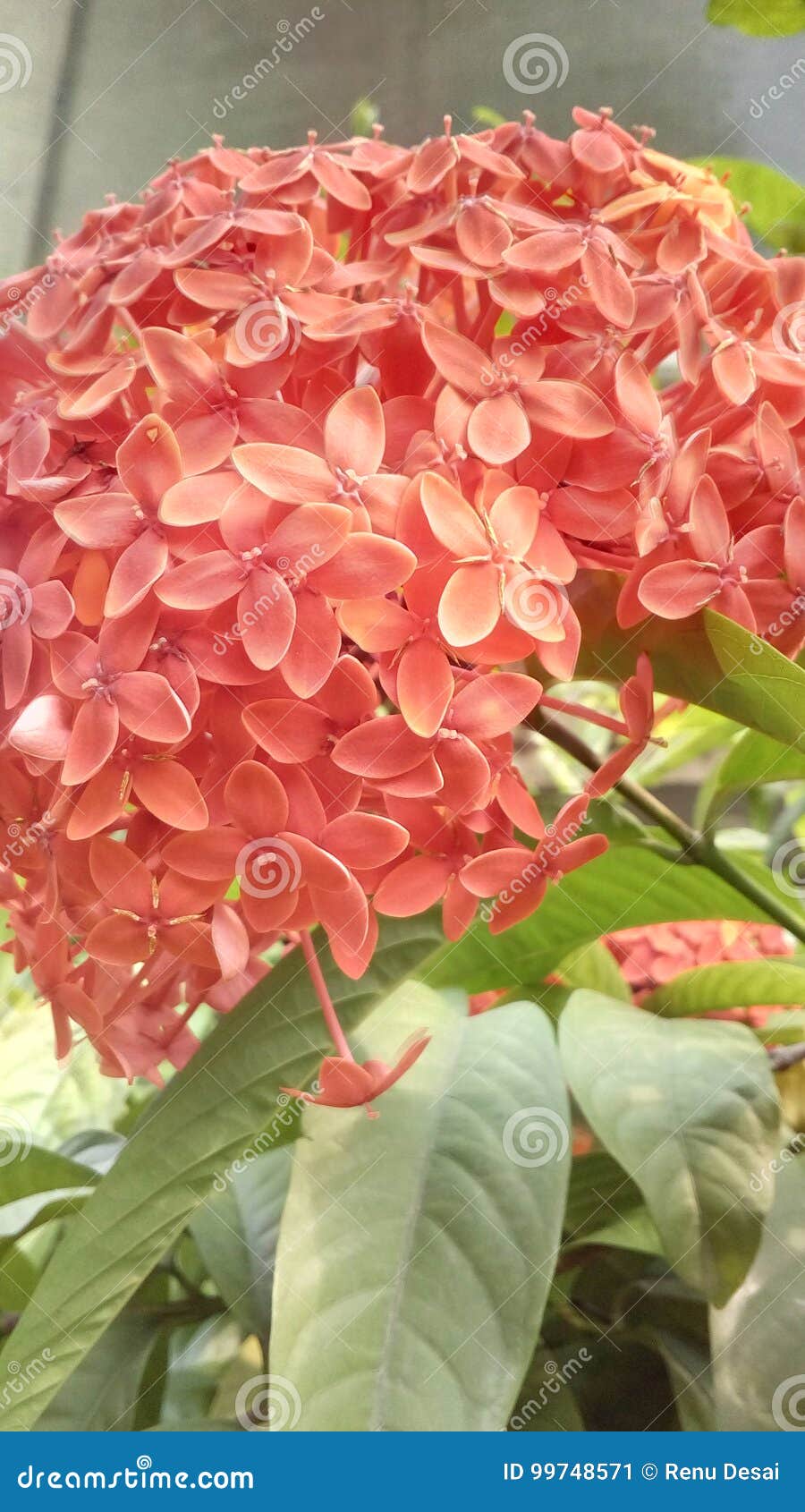 Beautiful Exora Flower stock image. Image of love, exora - 99748571