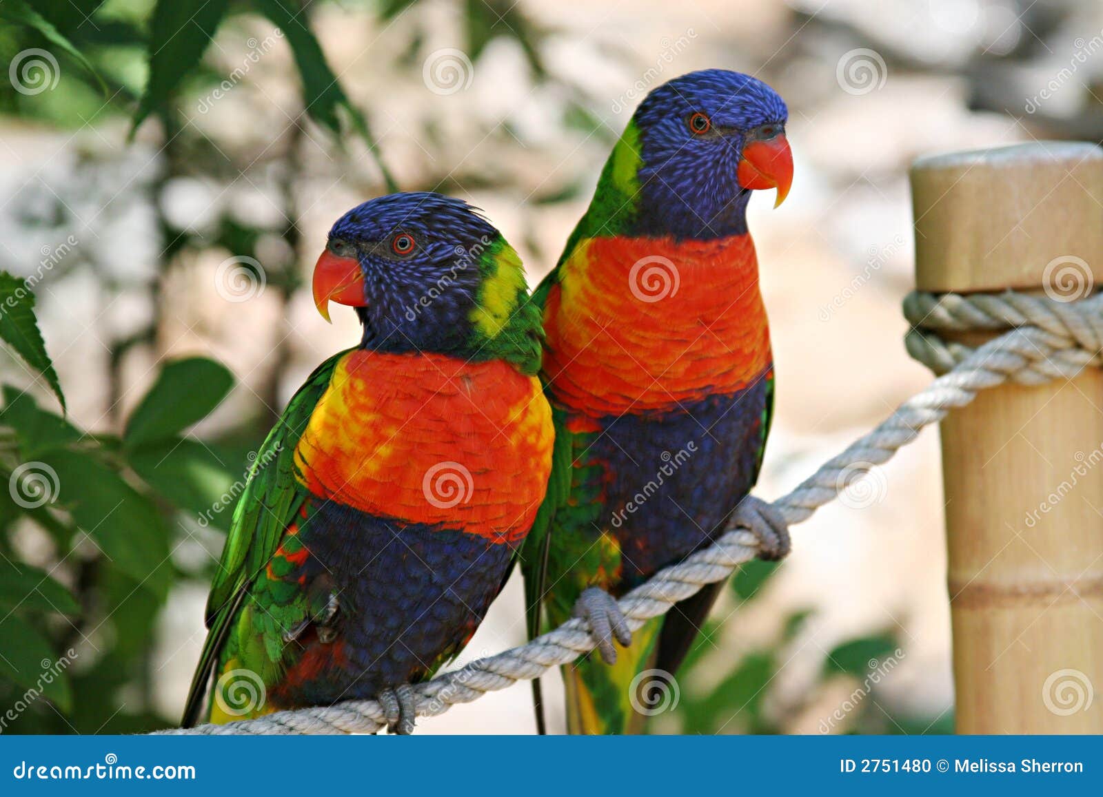 Beautiful exotic birds stock photo. Image of green, colorful - 2751480