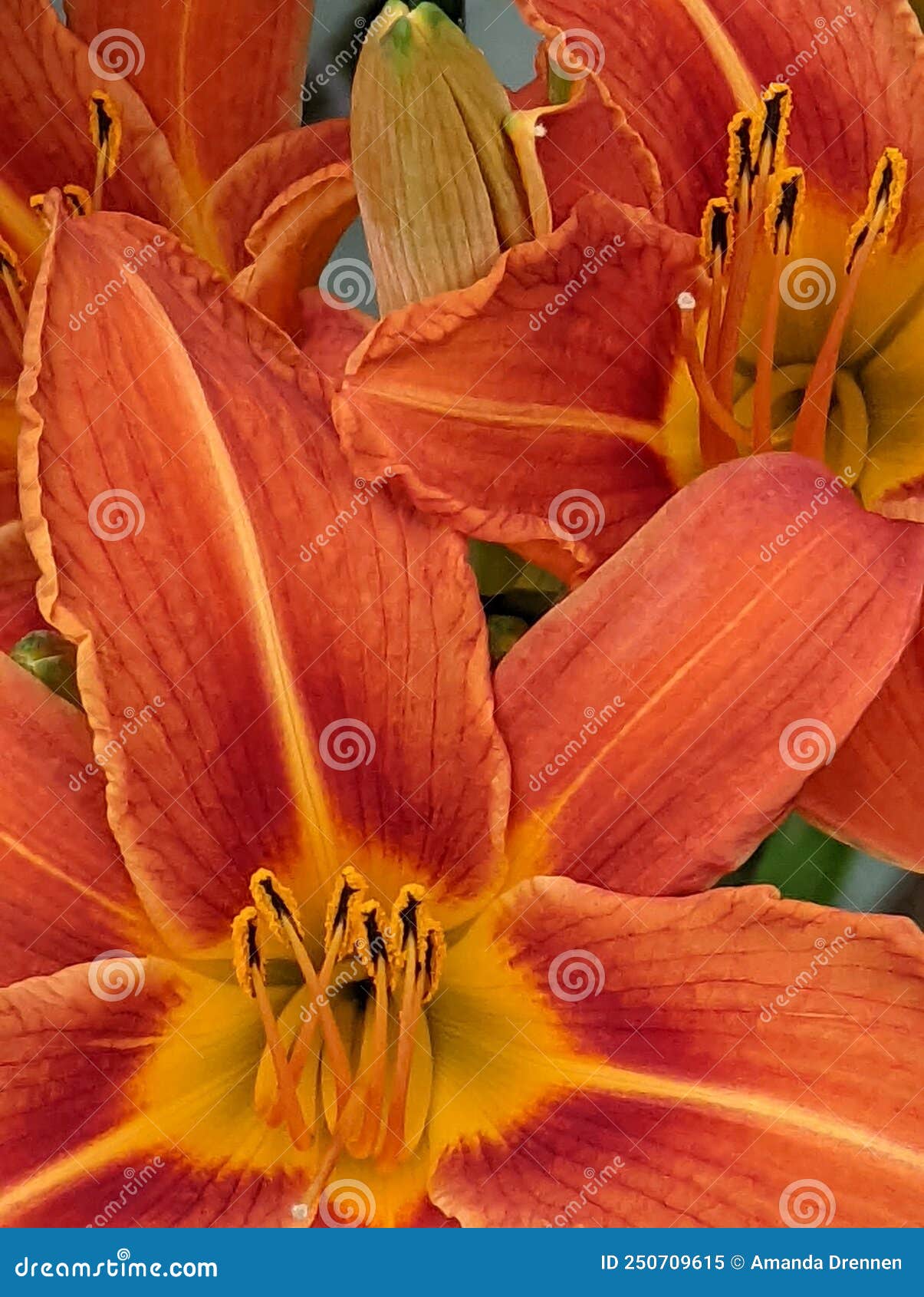 Beautiful and Exotic Deep Colored Flower Stock Image - Image of colored ...