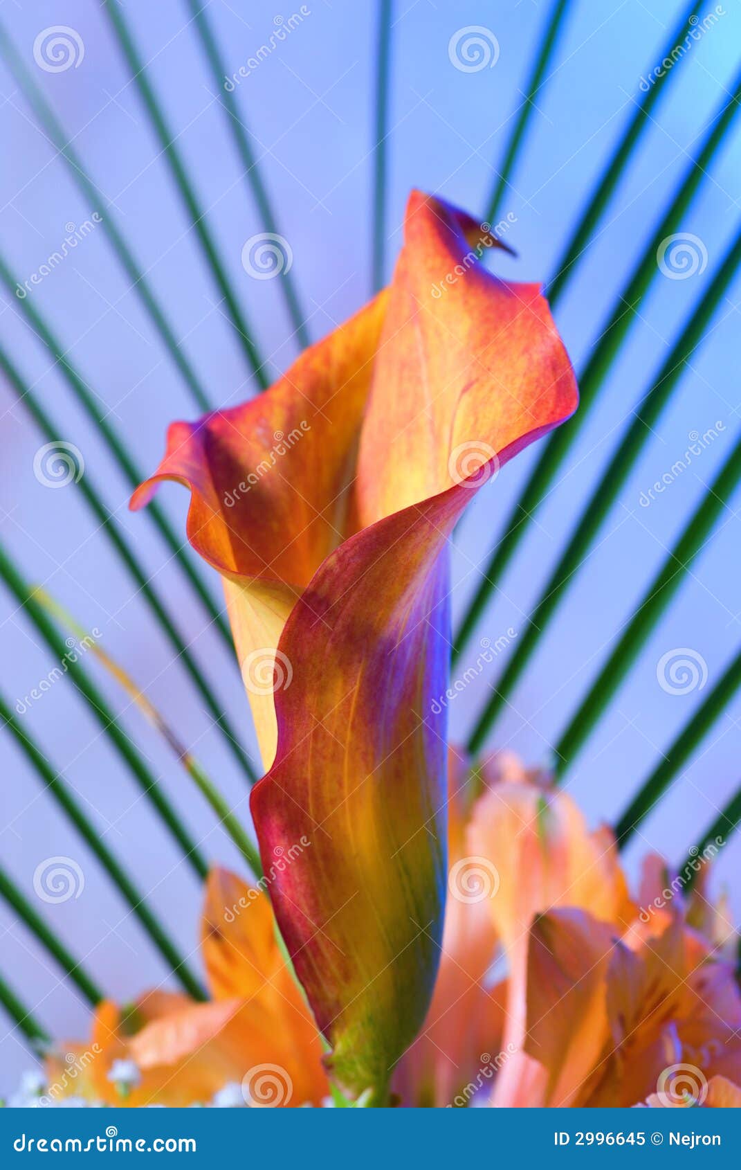 Beautiful exotic flower stock image. Image of garden, background - 2996645
