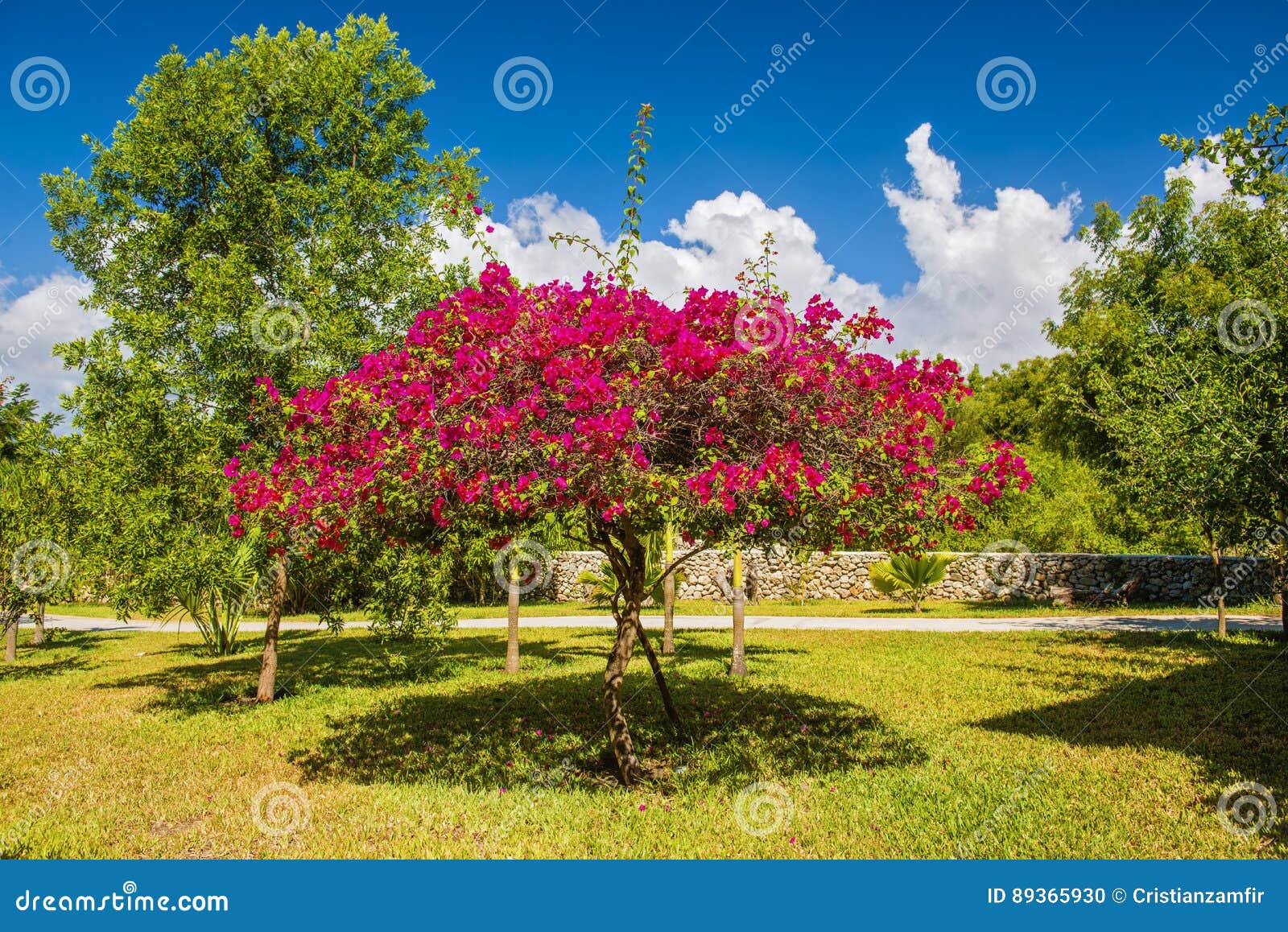 Beautiful Exotic Flowering Tree Stock Photo - Image of ornamental ...
