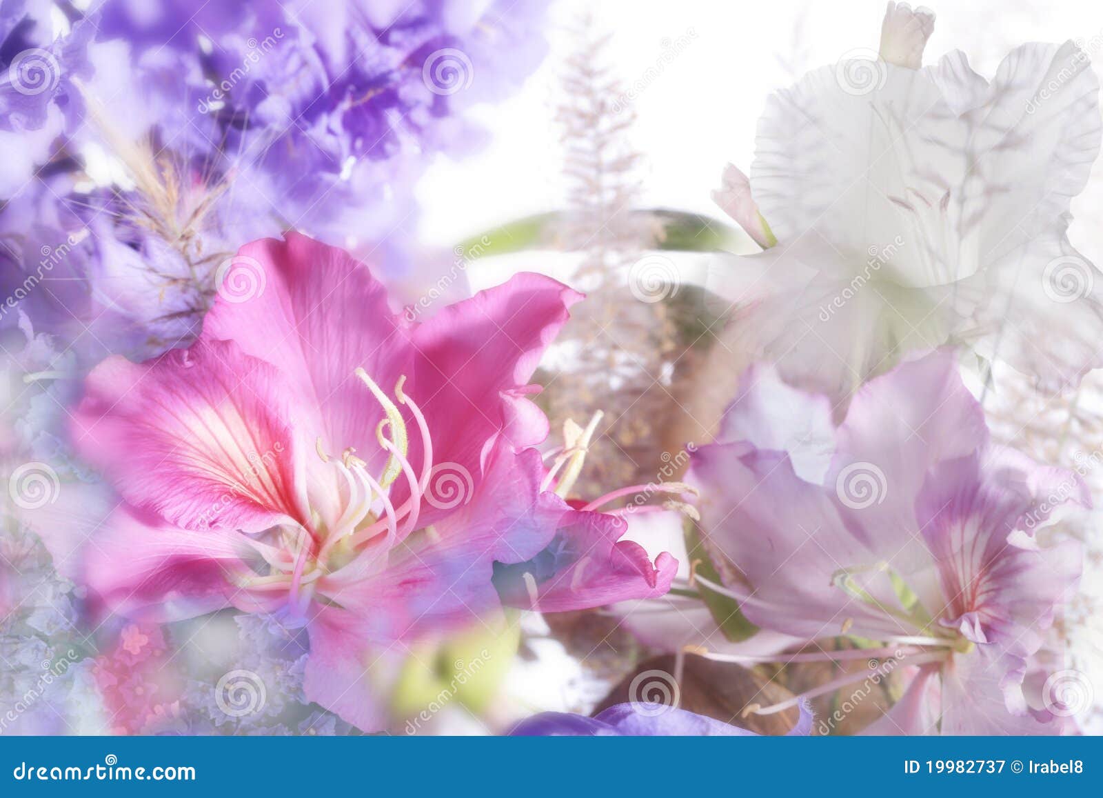 Beautiful exotic flowers stock image. Image of abstract - 19982737