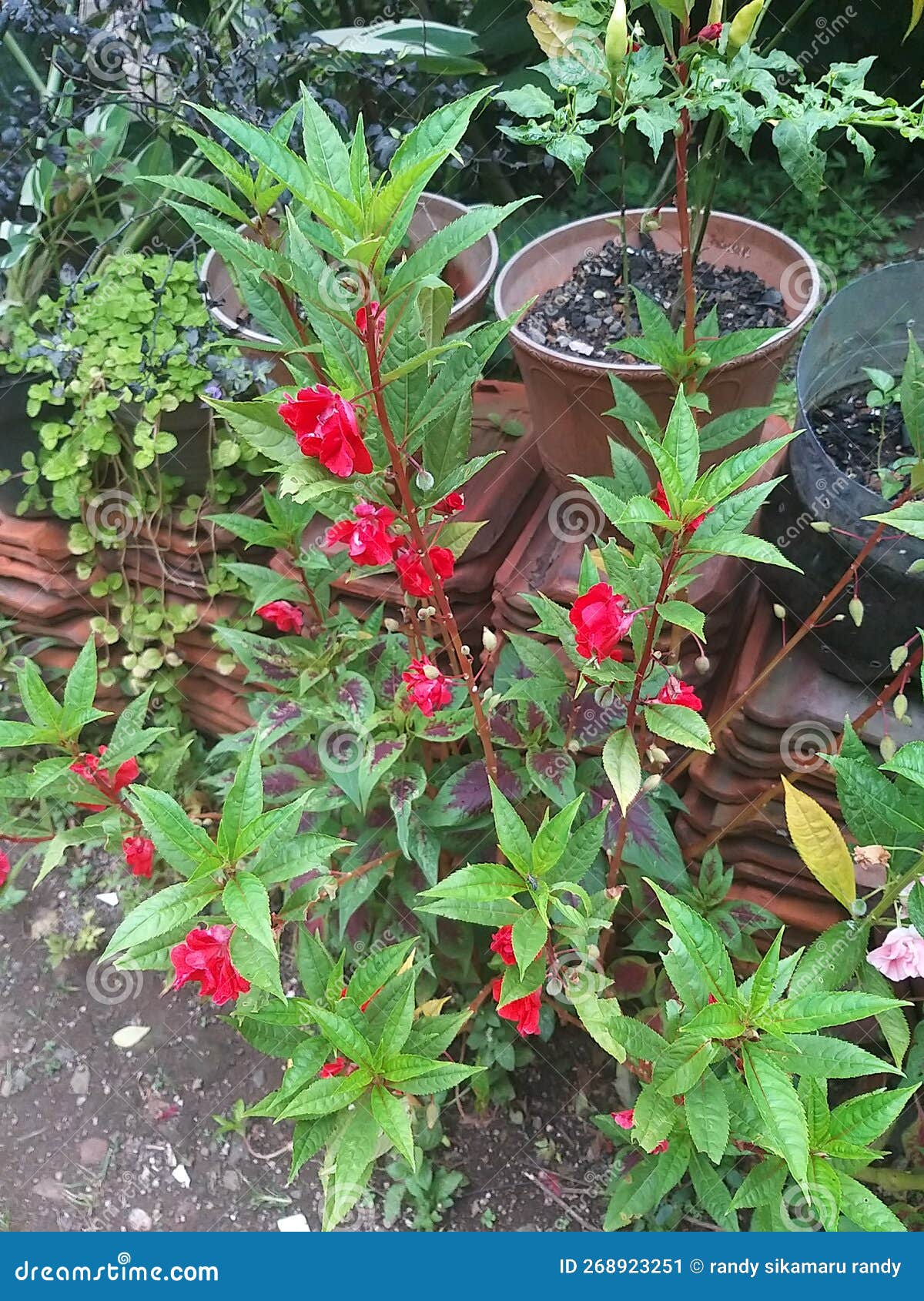 Beautiful and Exotic Flowers Redd Full Stock Image - Image of evergreen ...