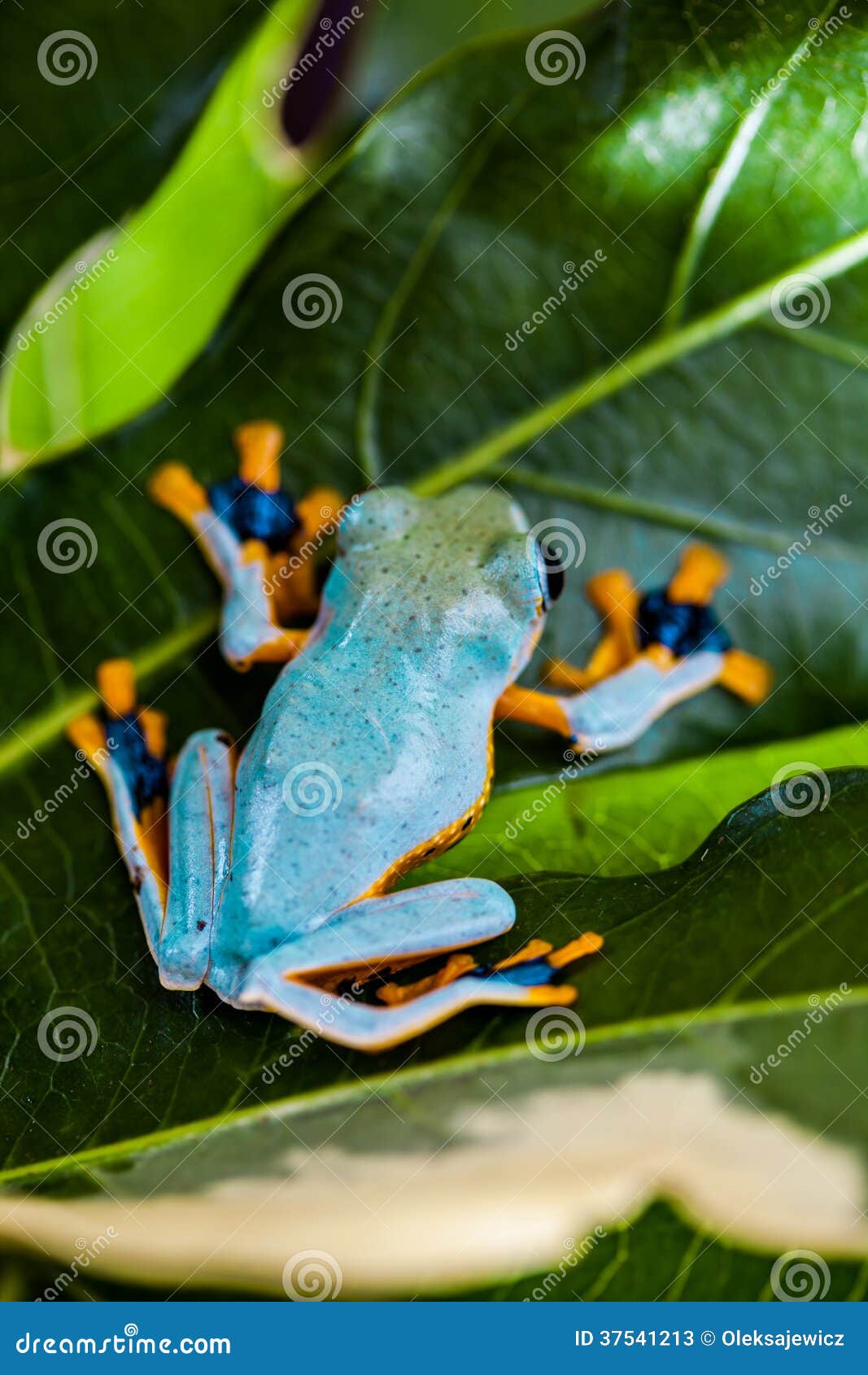Beautiful exotic frog stock image. Image of close, peaceful - 37541213