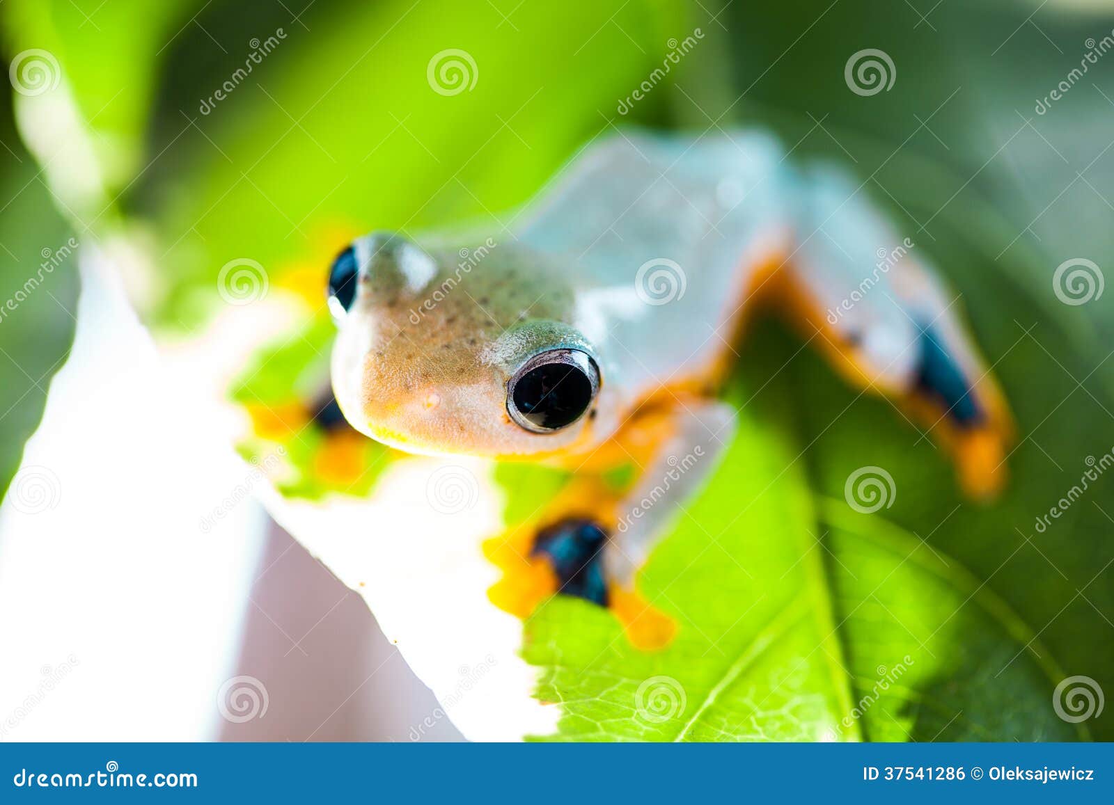 Beautiful exotic frog stock photo. Image of curiosity - 37541286