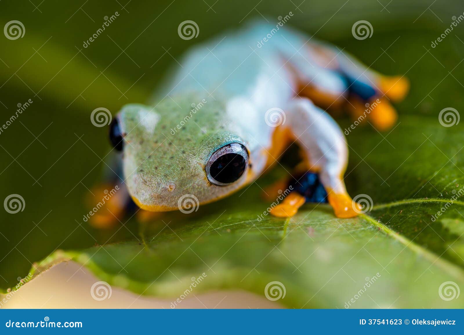 Beautiful exotic frog stock image. Image of experience - 37541623