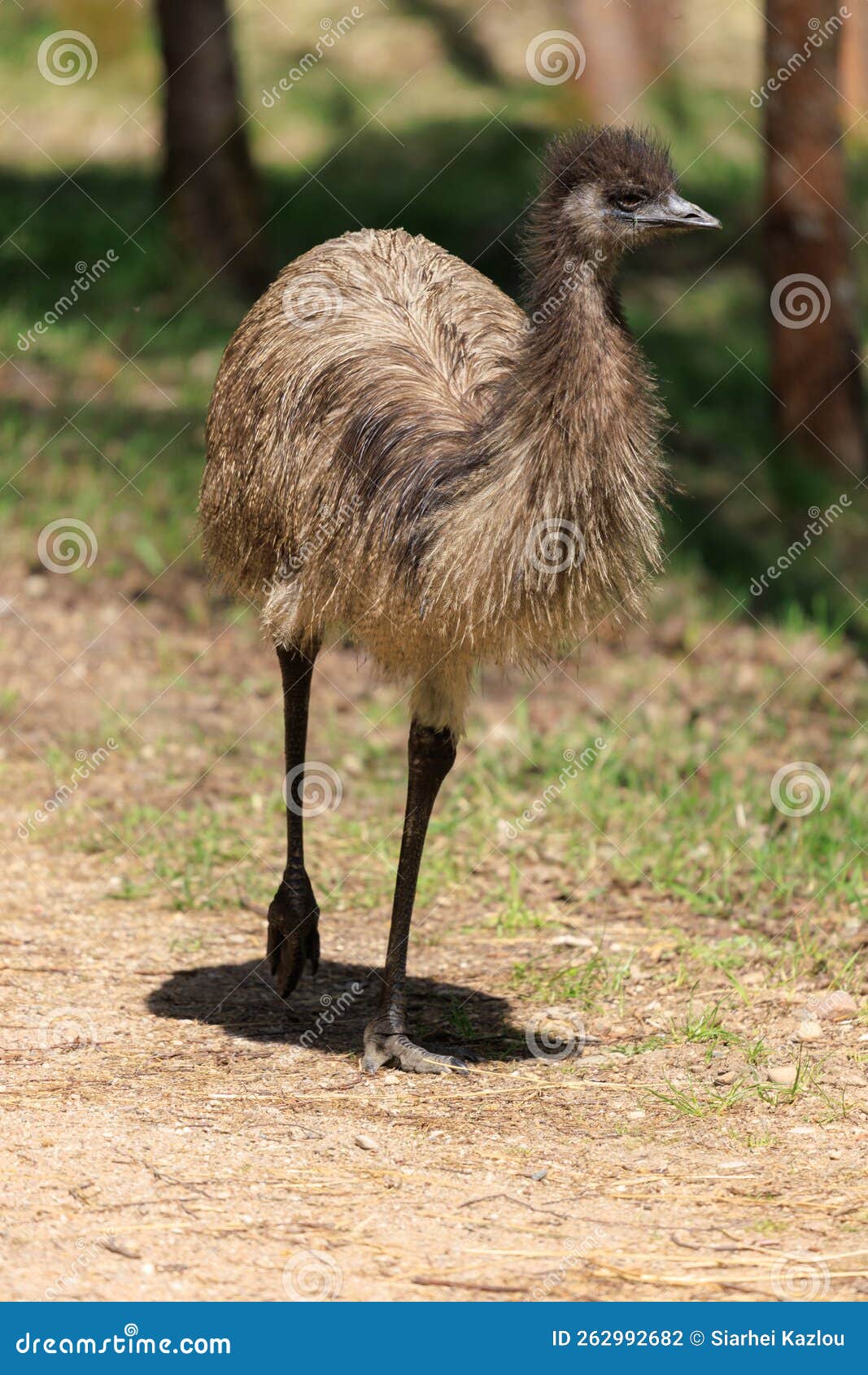 Exotic Ostrich Emo Bird on a Summer Day Stock Photo - Image of gannet ...