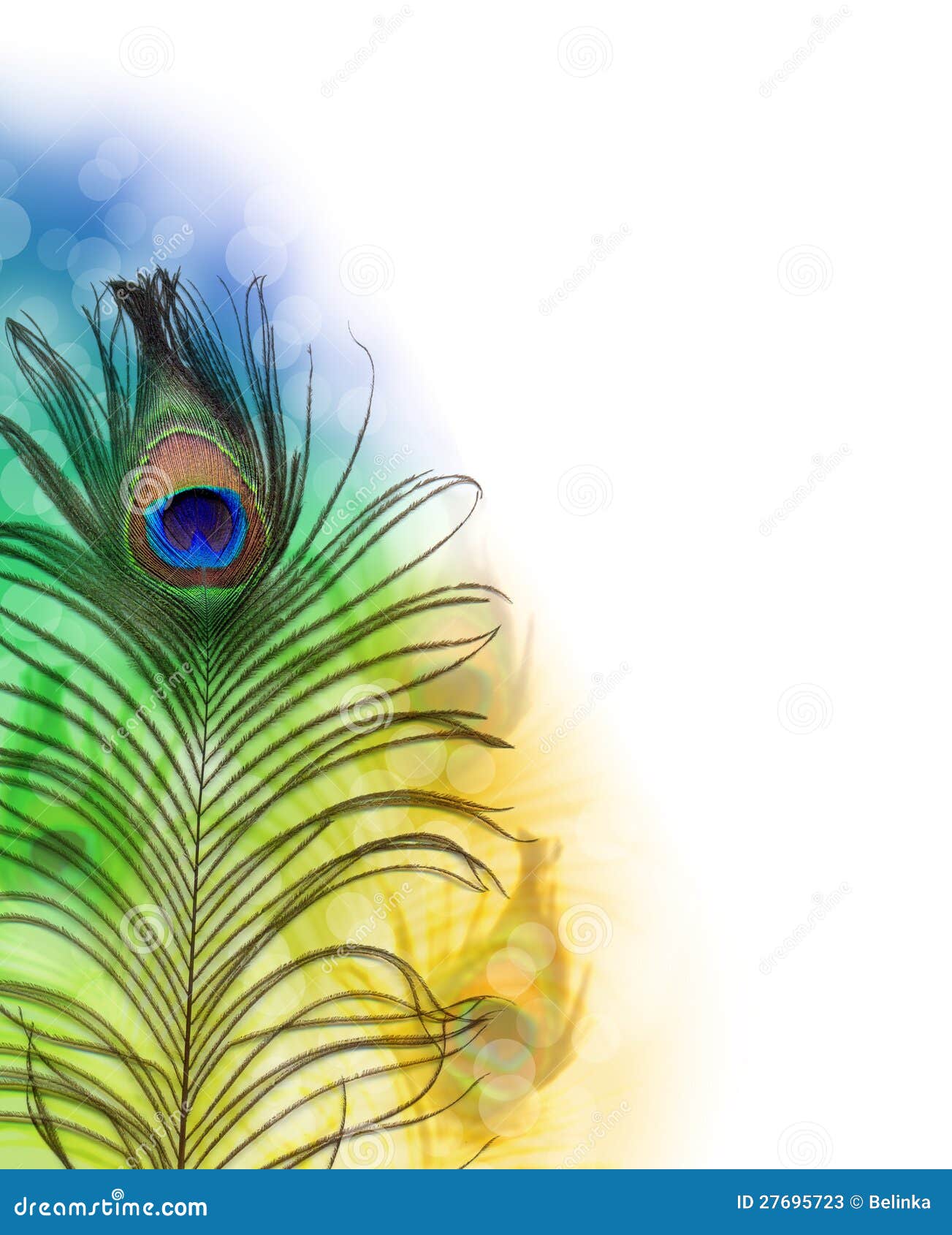 Beautiful Exotic Peacock Feather Stock Image - Image of animal, color ...