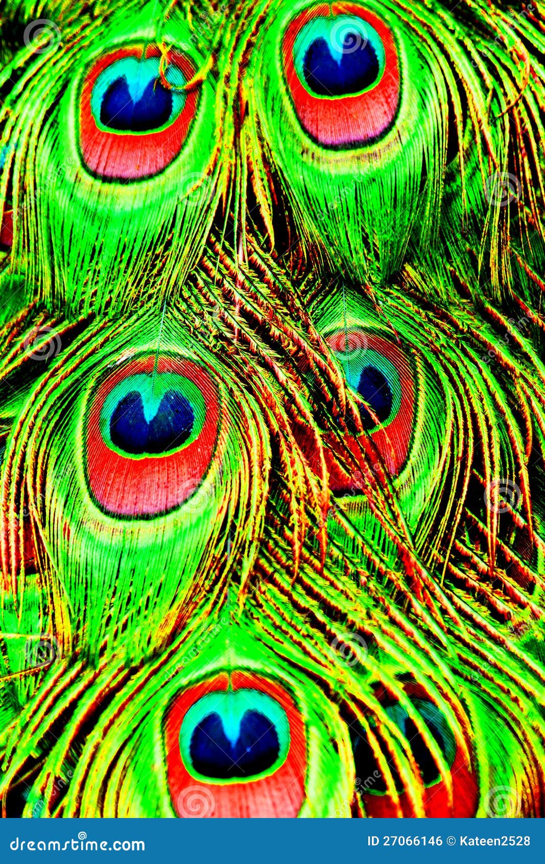 Beautiful Exotic Peacock Feathers Stock Photo - Image of beauty ...