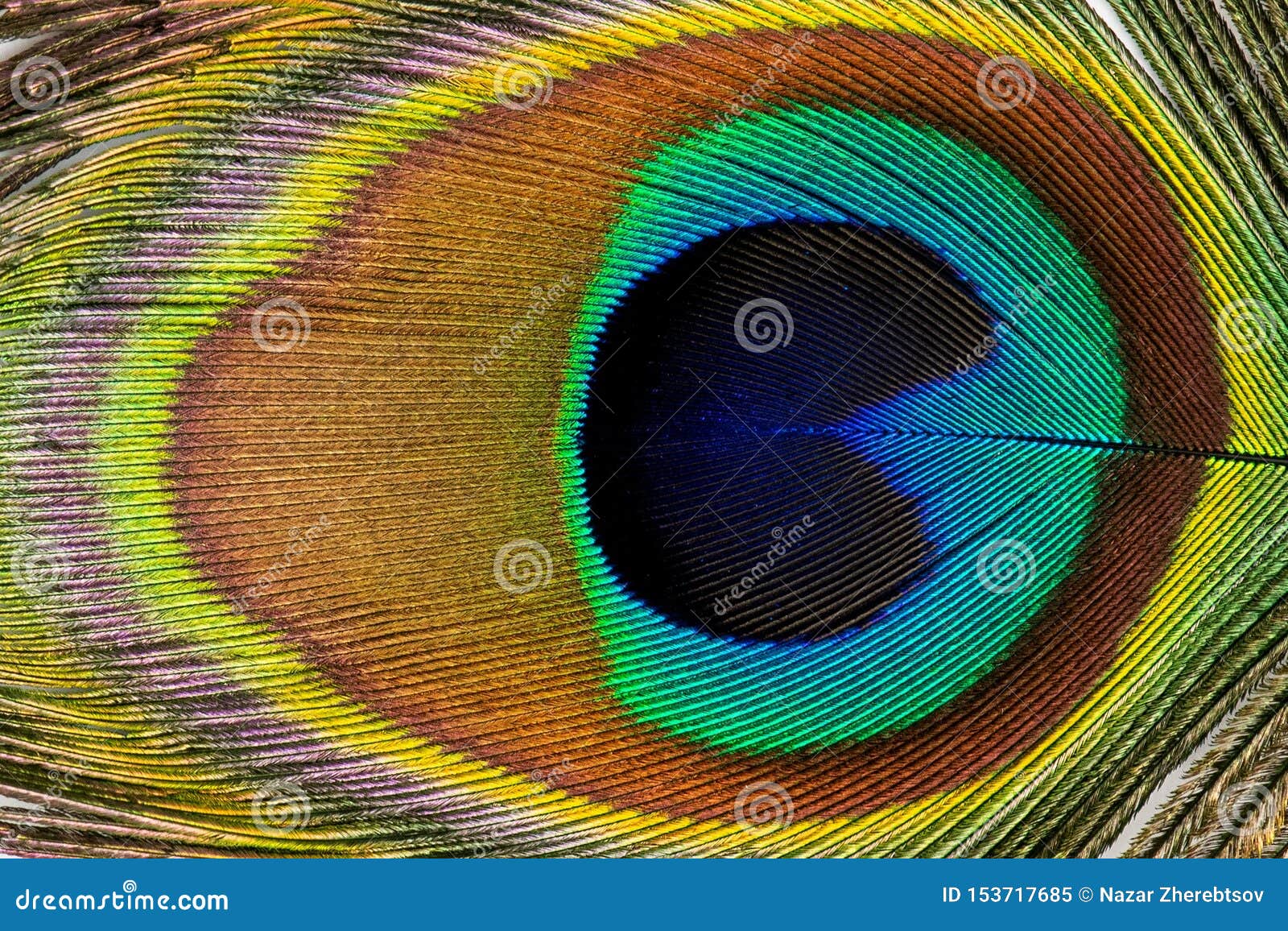 Beautiful Exotic Peacock Feathers As Texture Close Up Stock Image