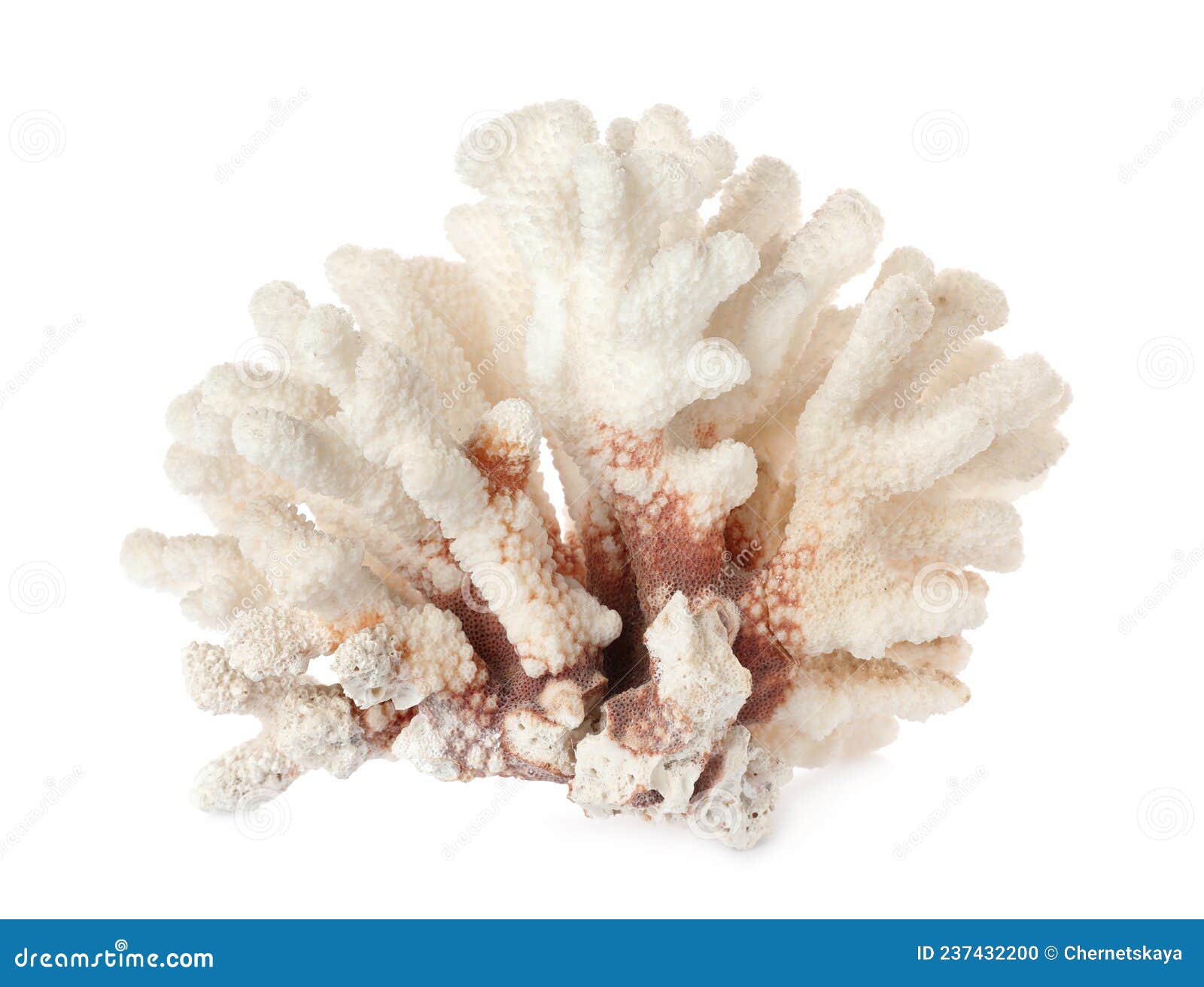 Beautiful Exotic Sea Coral Isolated on White Stock Photo - Image of ...