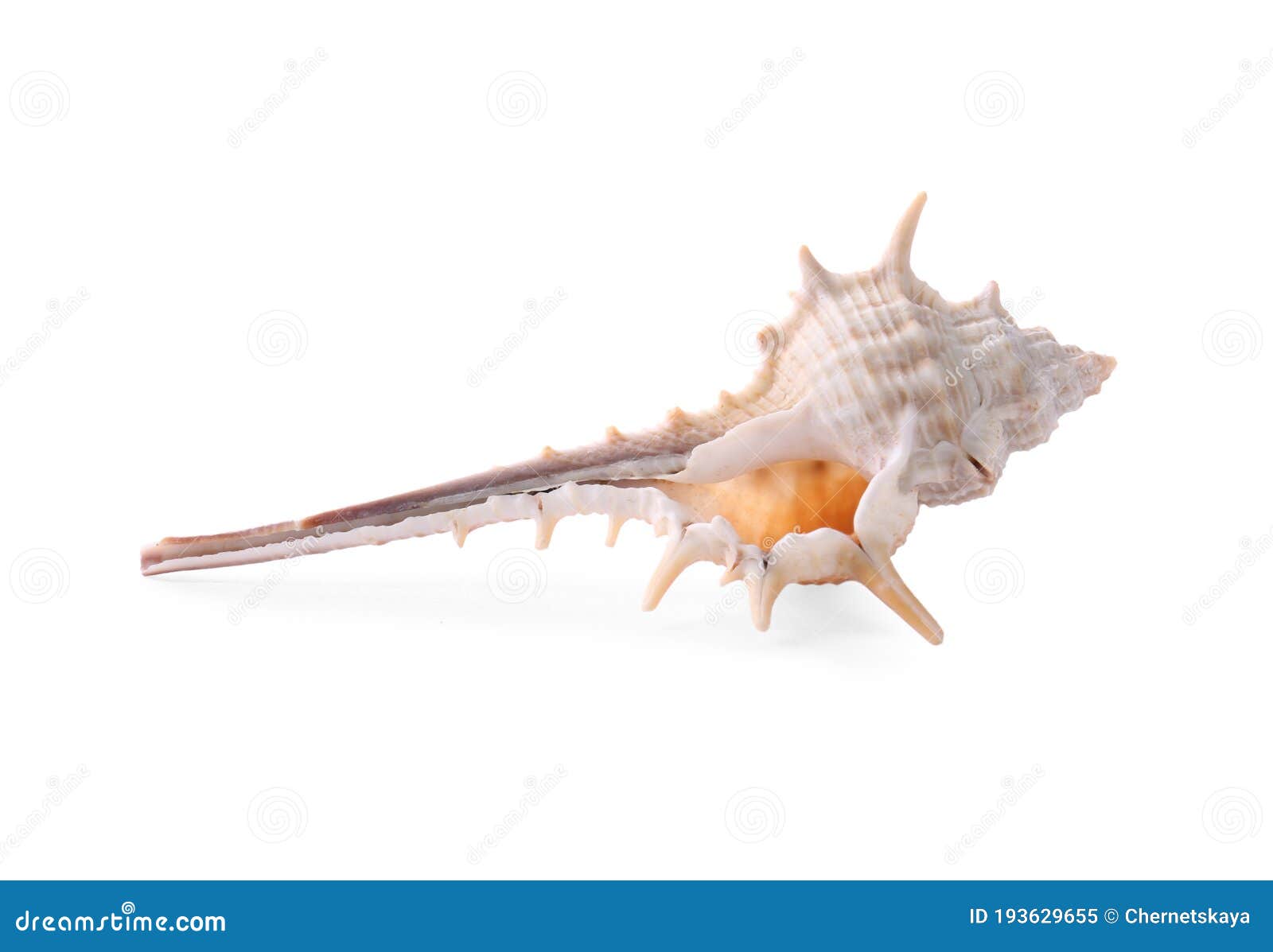 Beautiful Exotic Sea Shell Isolated Stock Image - Image of summer ...