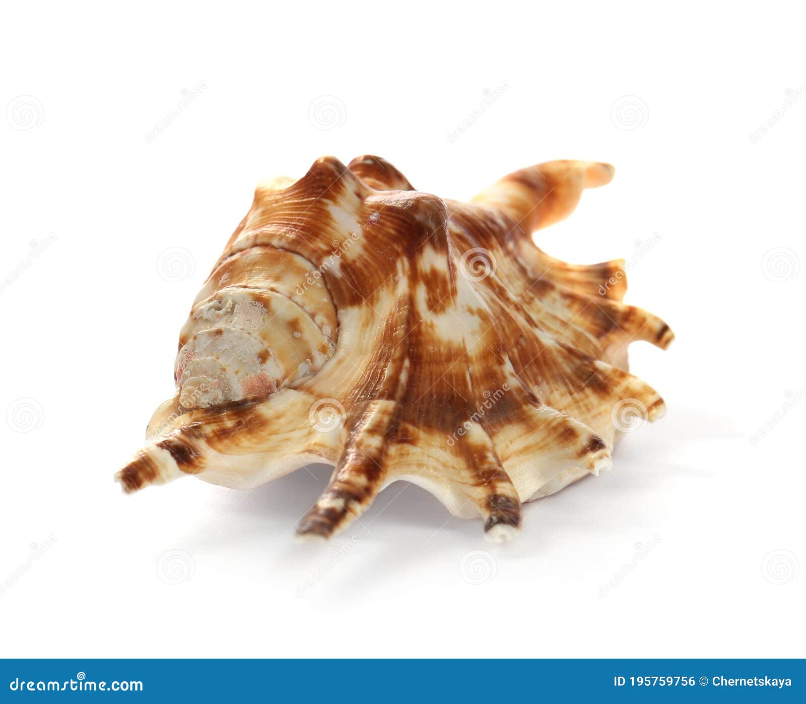 Beautiful exotic sea shell stock photo. Image of aquaculture - 195759756