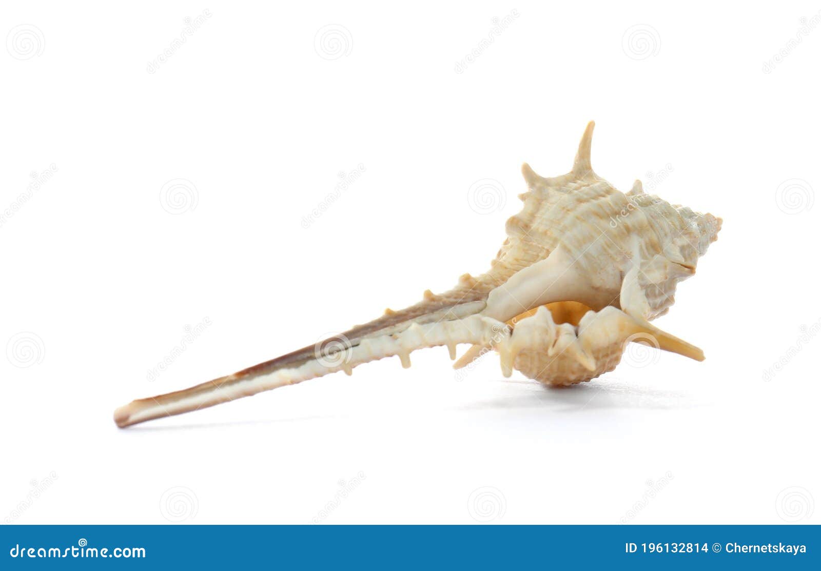 Beautiful Exotic Sea Shell Isolated on White Stock Photo - Image of ...